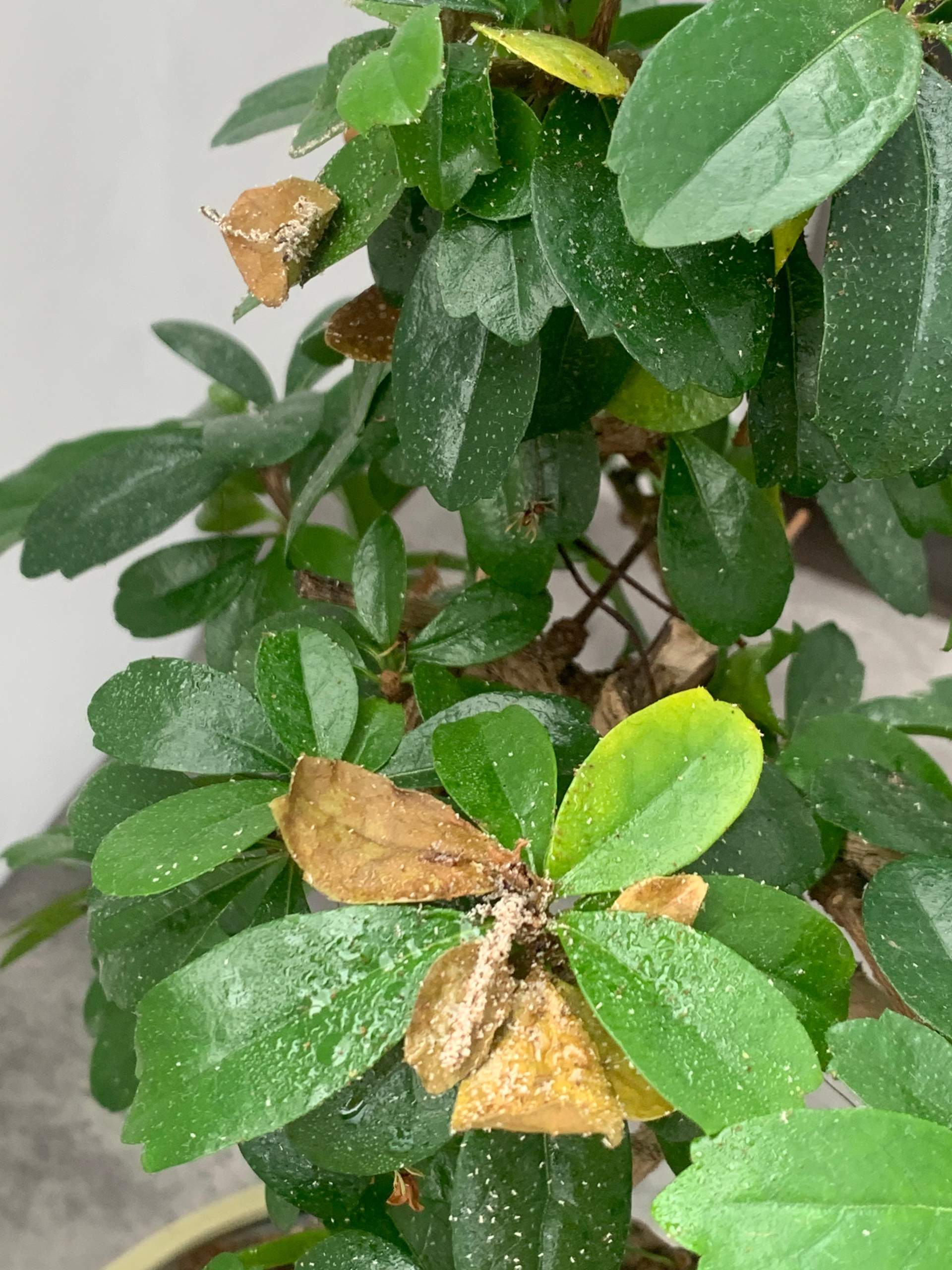 Schimmel Am Bonsai