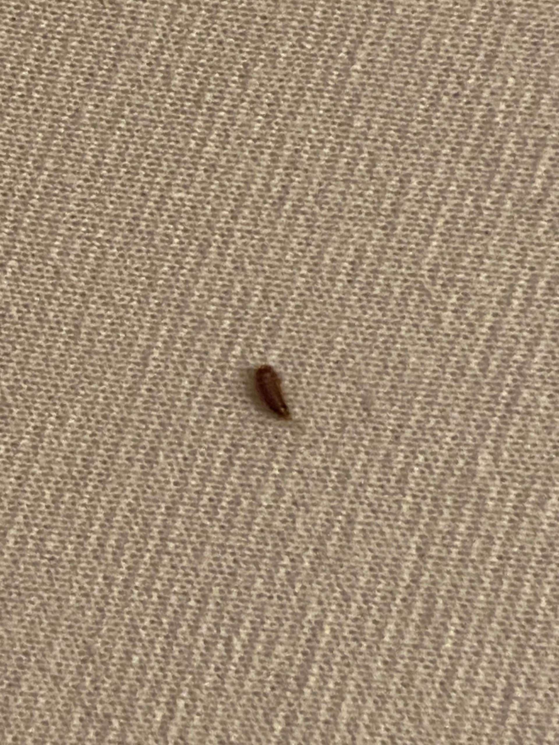 Was kann das sein? (Insekten, Schädlinge)