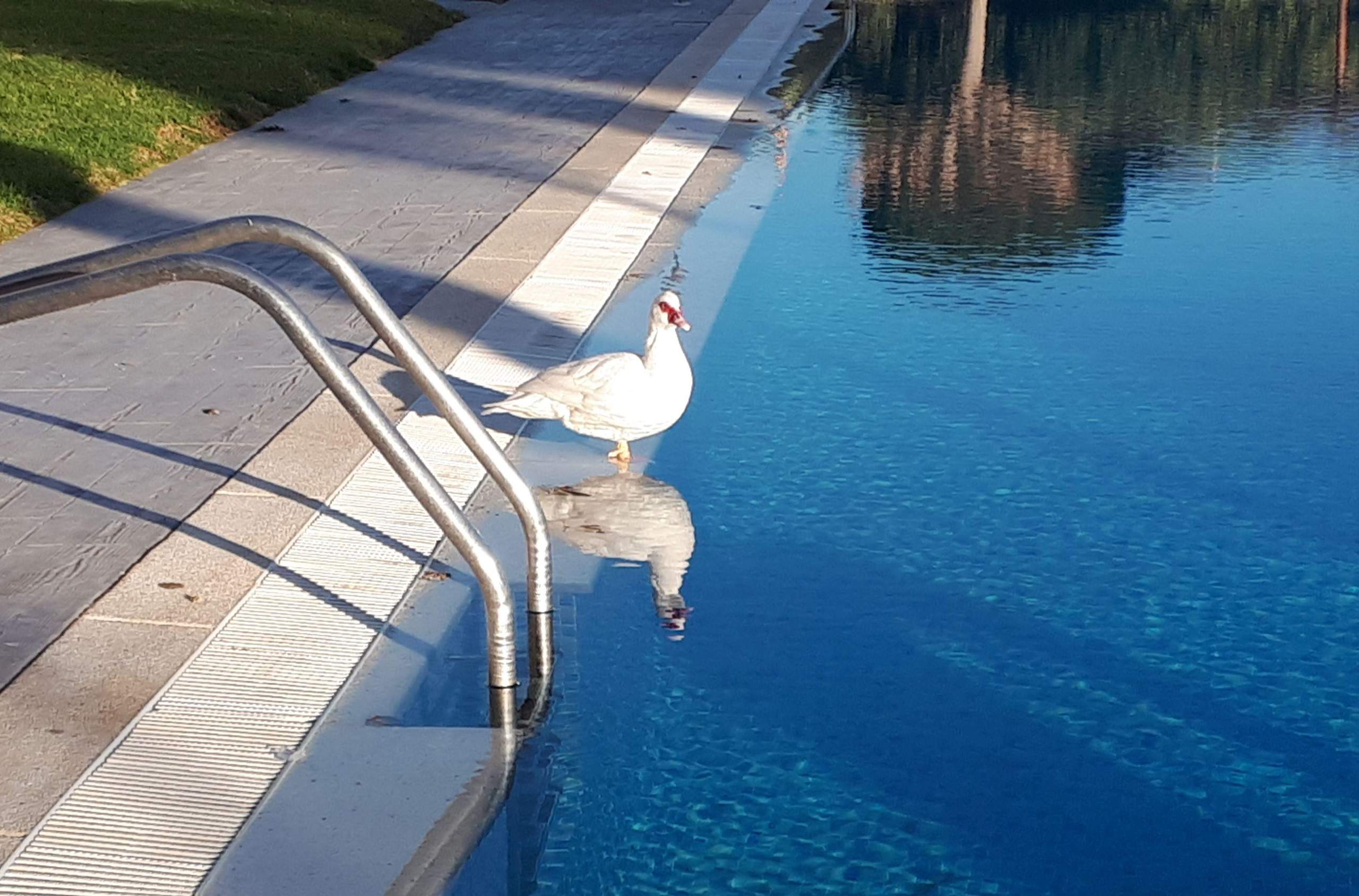 Was möchte eine einsame Gans am Pool von uns? (Ernährung)