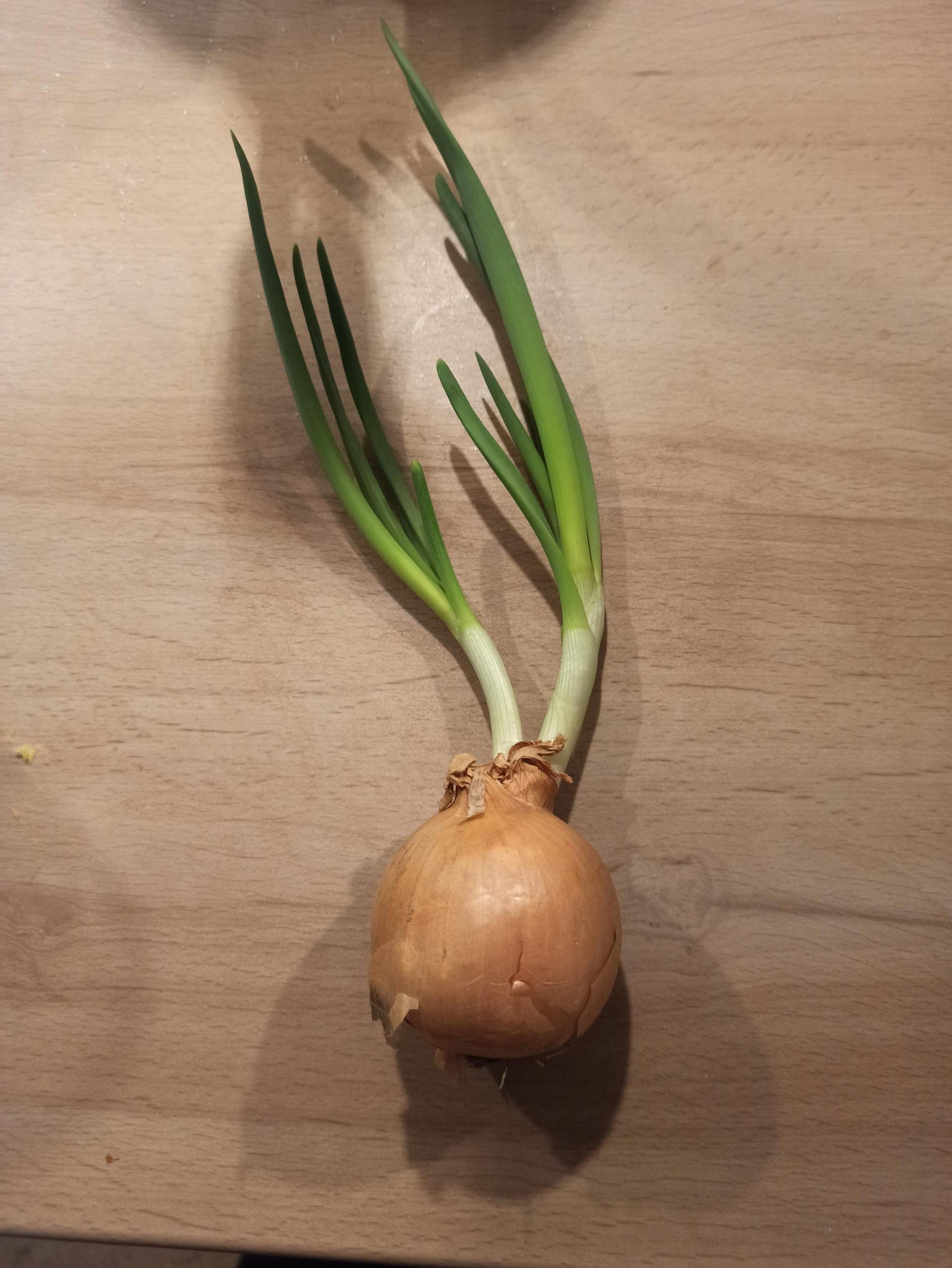 Was passiert wenn man eine Zwiebel einpflanzt? (Pflanzen, Garten, Gemüse)