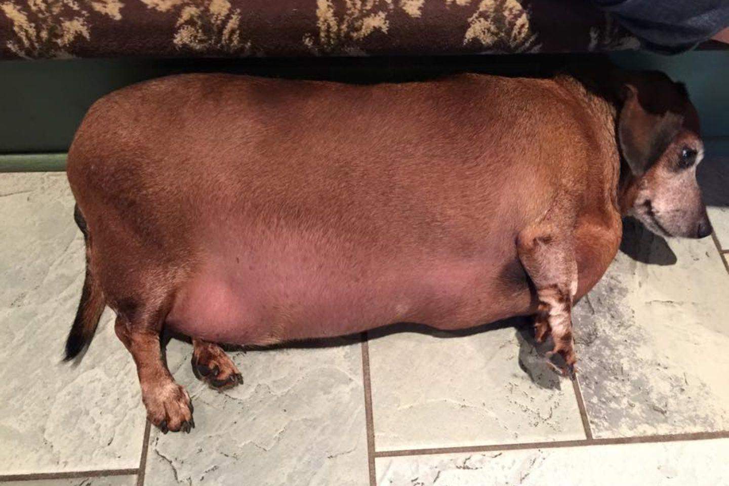 Was sagt ihr zu dem übergewichtigen Hund? (Tierhaltung, Hundeerziehung ...
