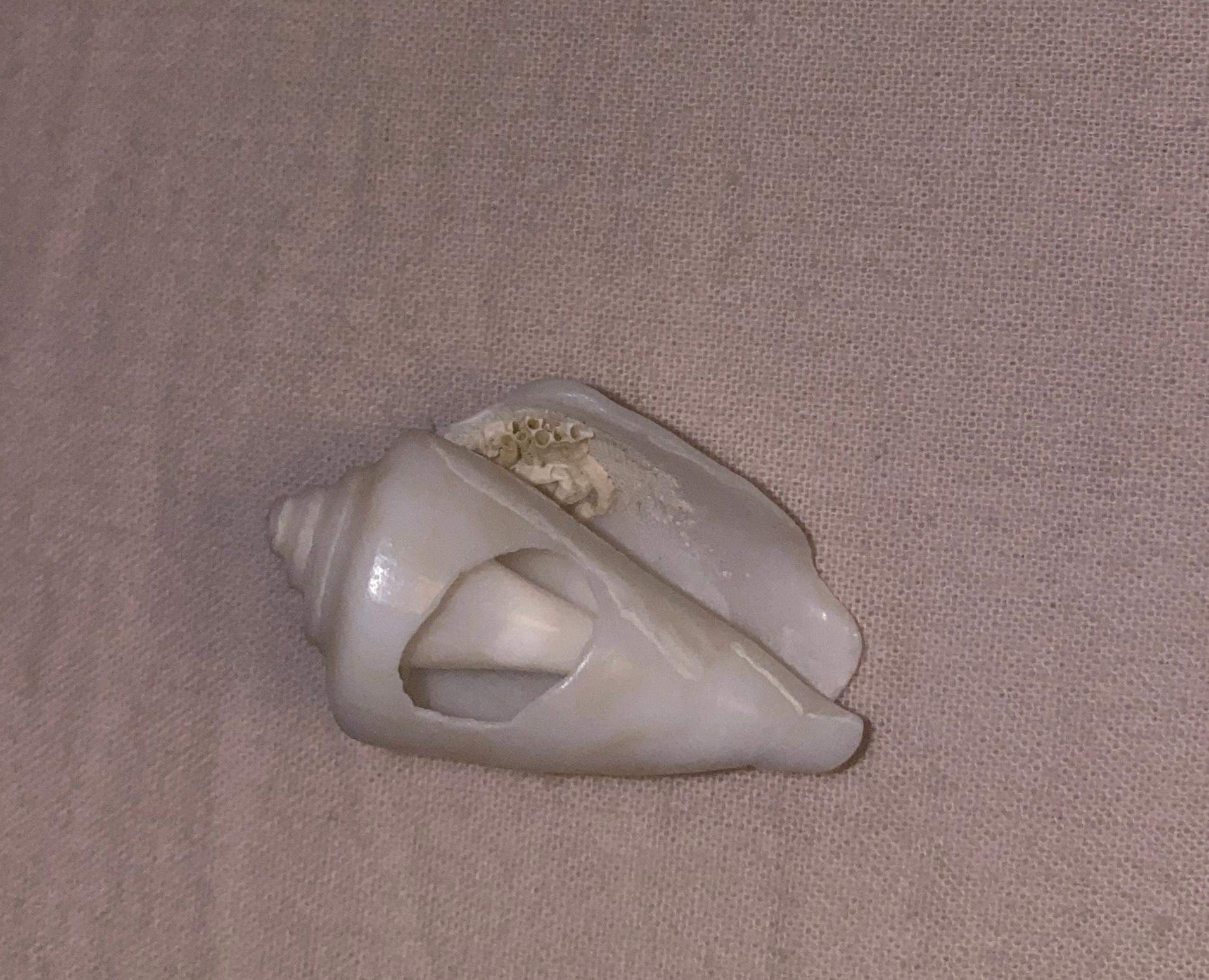 Was sind das für Ablagerungen an dieser Muschel? (Meer, Muscheln)