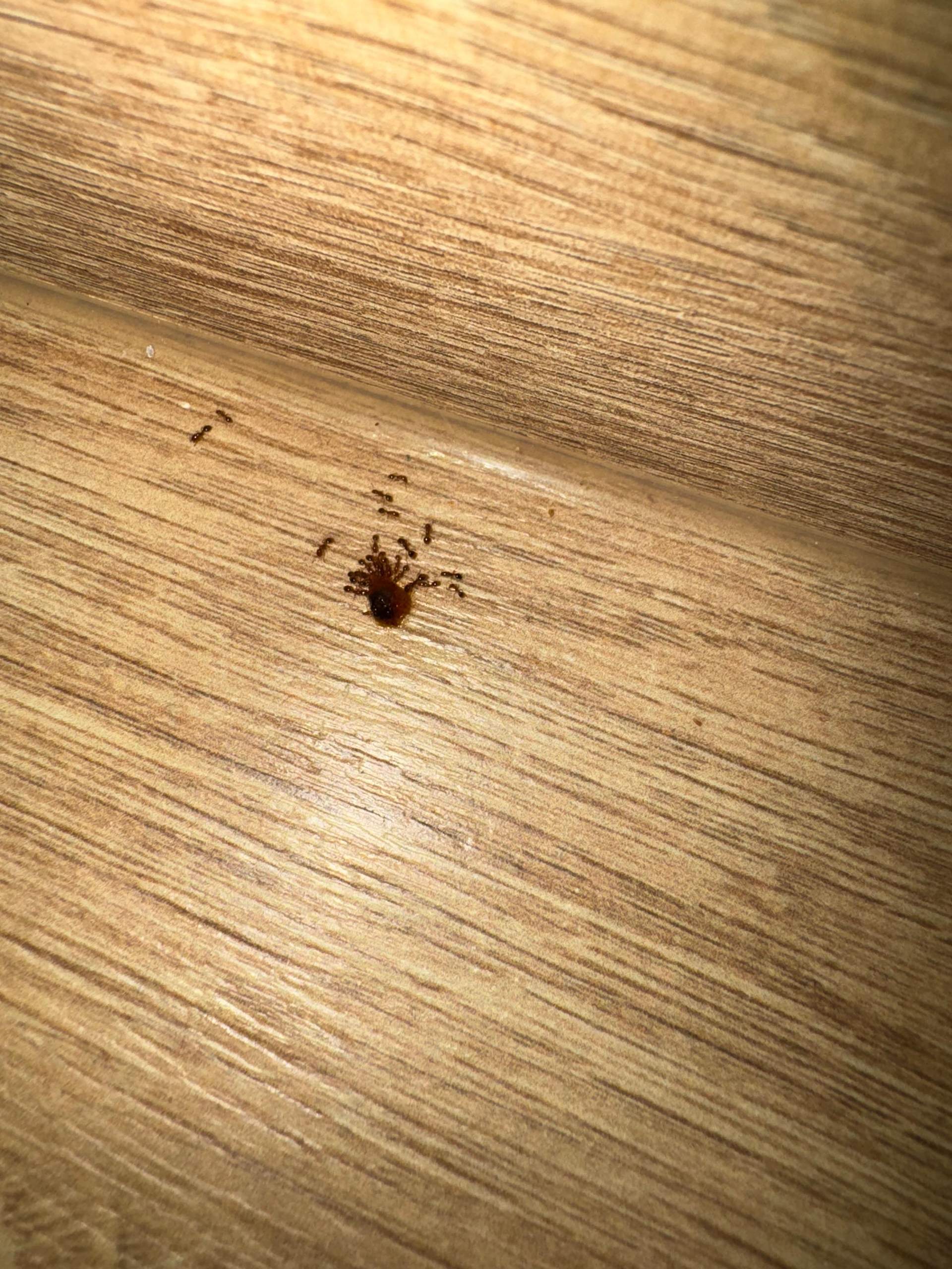 Was sind das für Ameisen und was hilft gegen Sie? (Küche, Insekten ...