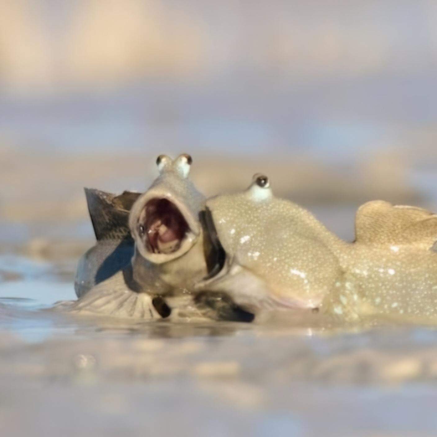 Was sind das für Fische? (Tiere, Wasser, Fischarten)