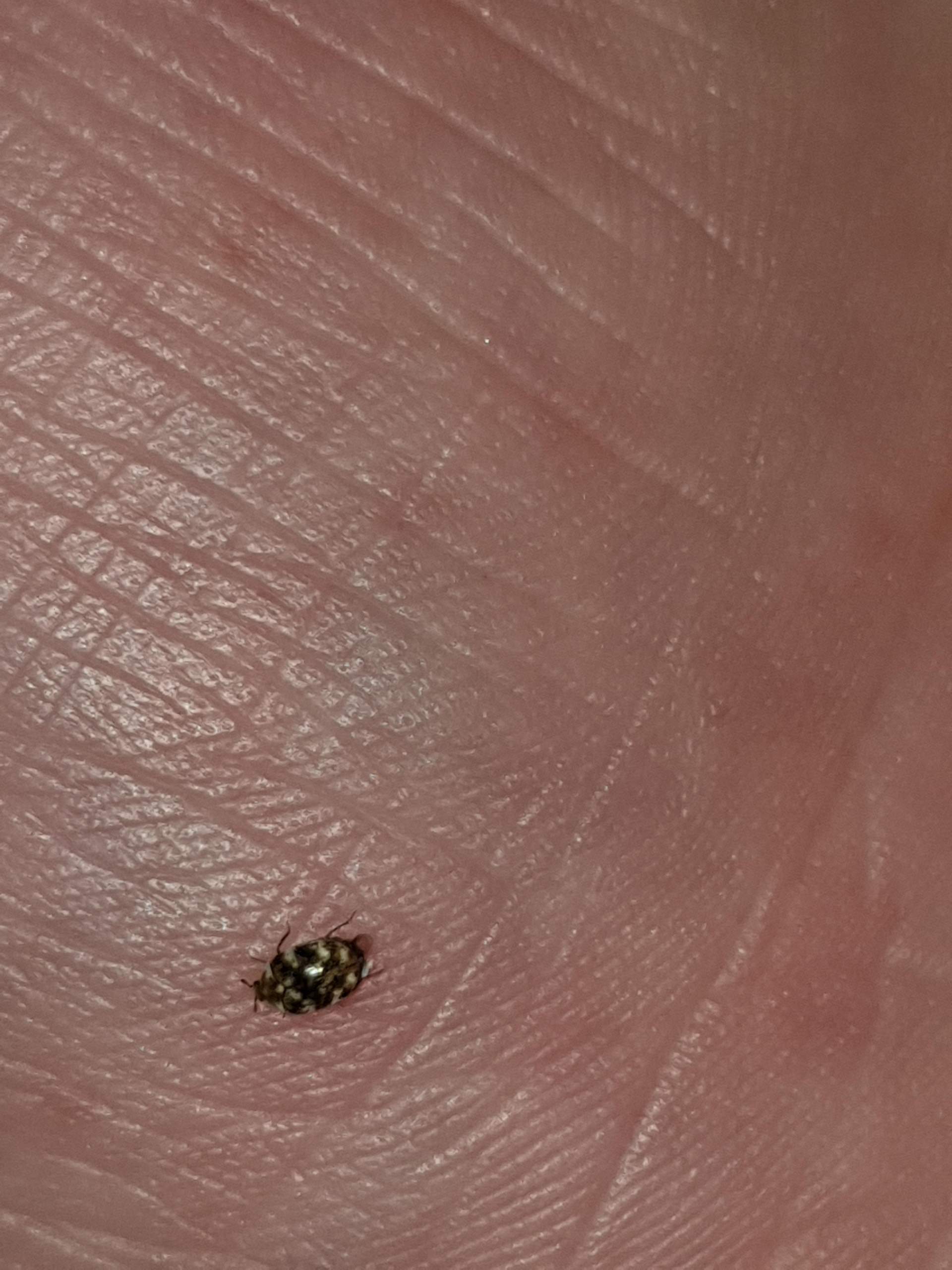 Was sind das für Insekten? Hautausschlag / Bisse? (Schädlinge ...