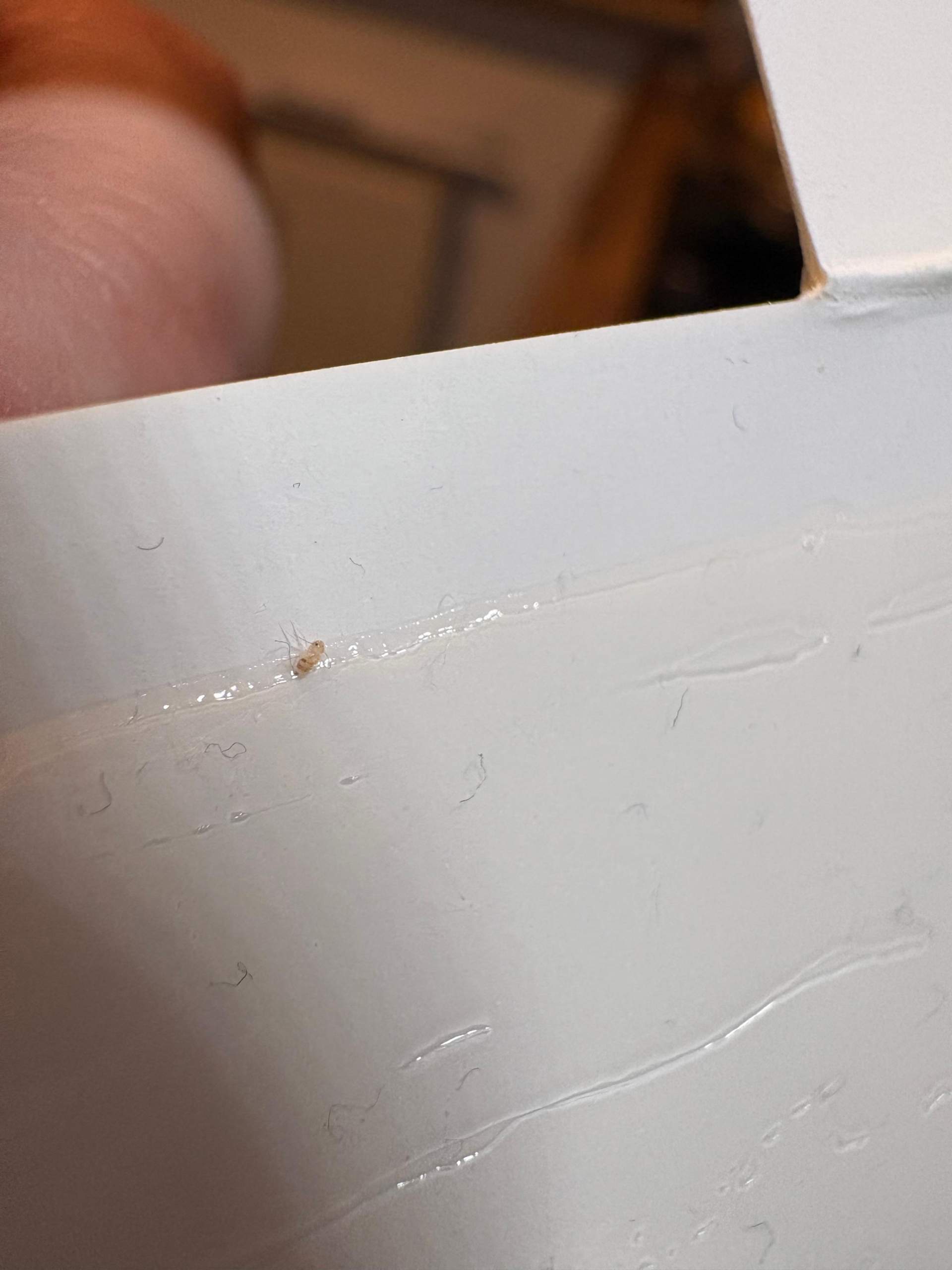 Was sind das für Käfer? (Insekten, Schädlingsbekämpfung ...