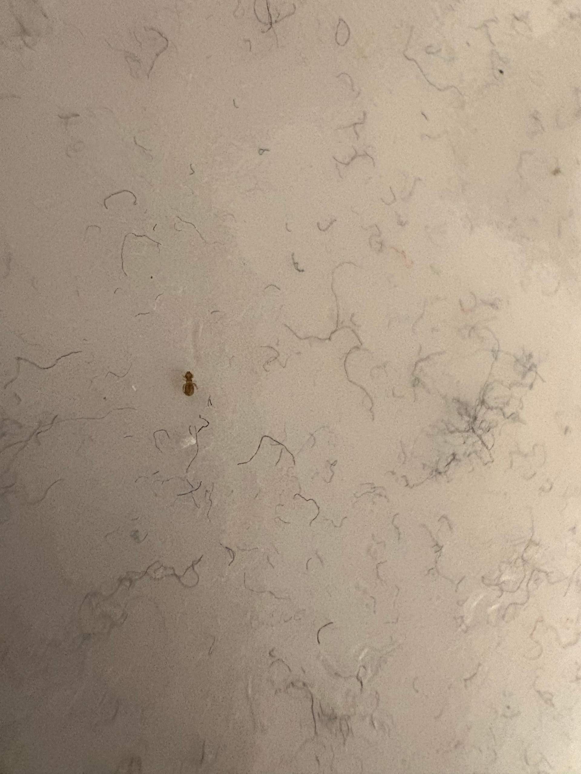 Was sind das für Käfer? (Insekten, Schädlingsbekämpfung ...