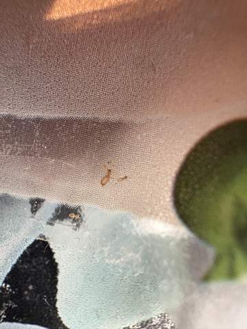 Was sind das für Käfer? (Insekten, Schädlingsbekämpfung ...