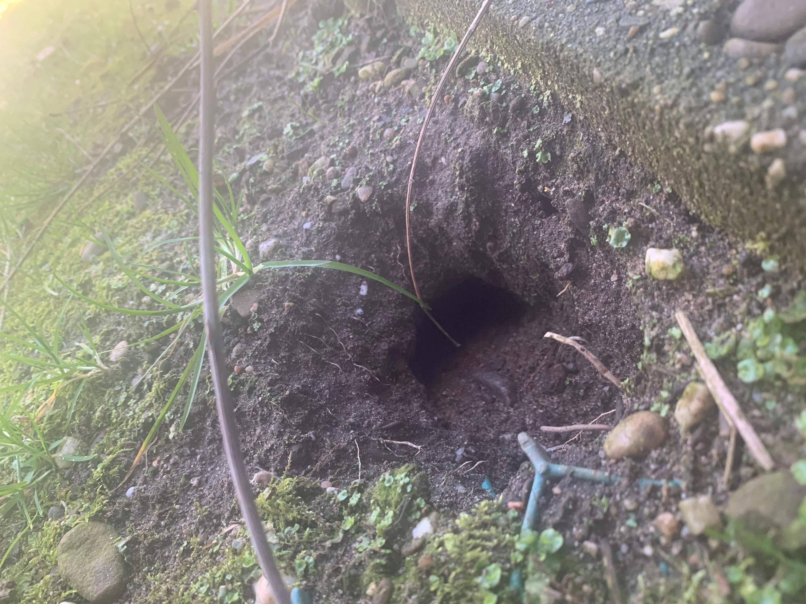 Was sind das für Löcher in unserem Garten? (Schädlinge)