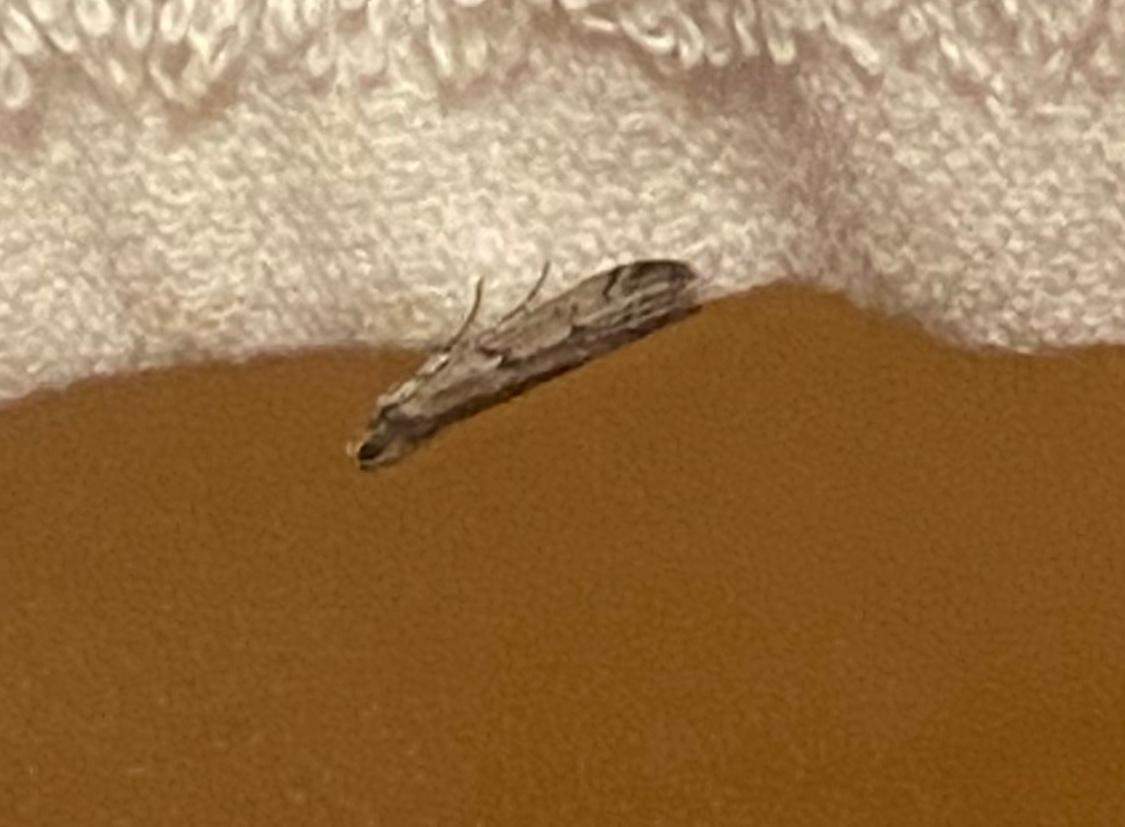 Was sind das für motten? (Insekten, Schädlinge, Ungeziefer)