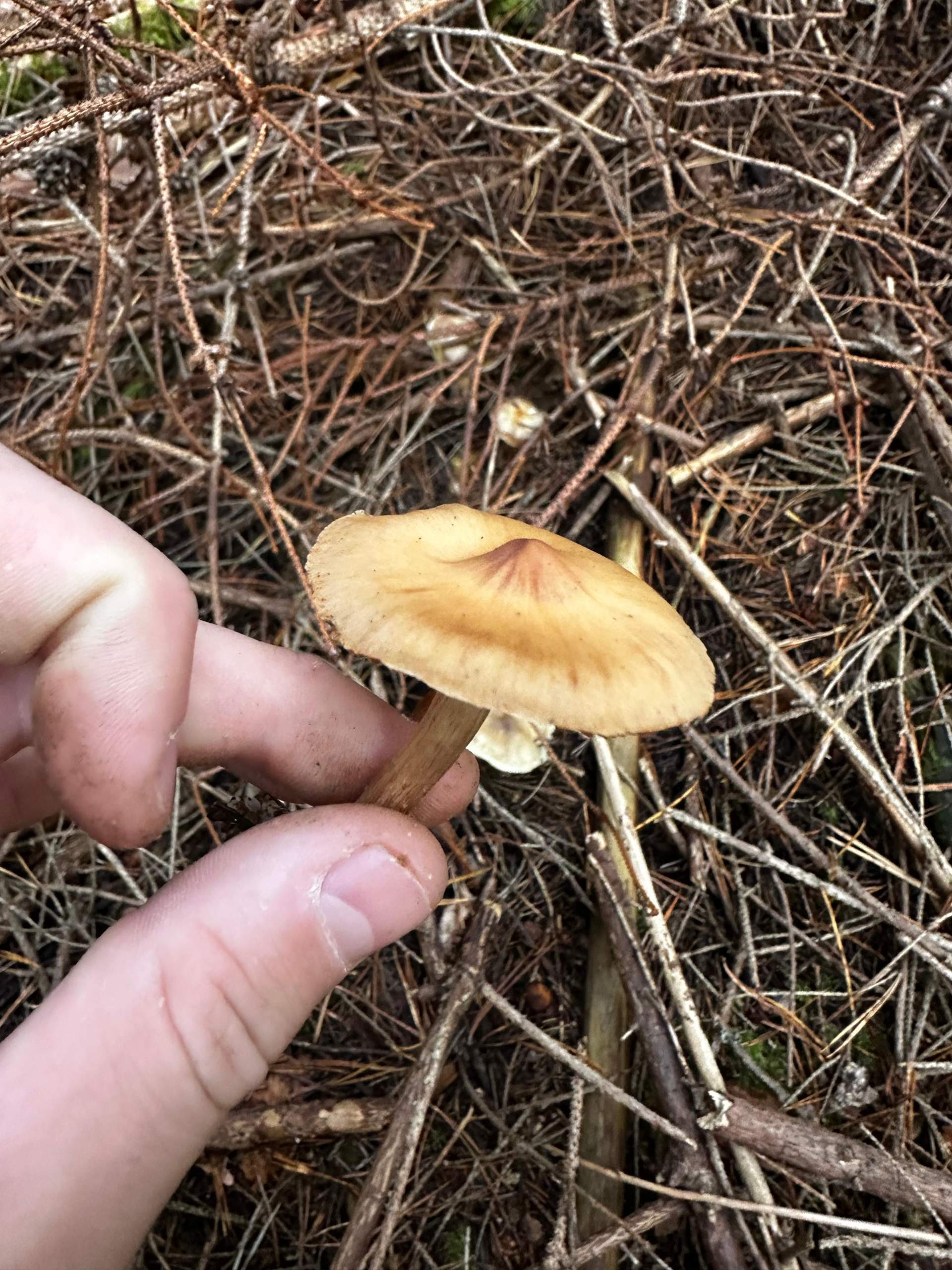 Was sind das für Pilze im Bild? (Wald, Botanik, giftig)