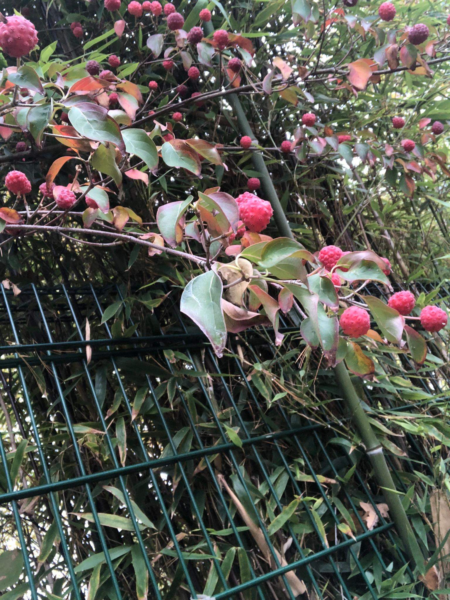 Was sind das für rote Früchte? (Garten, Gemüse, Obst)