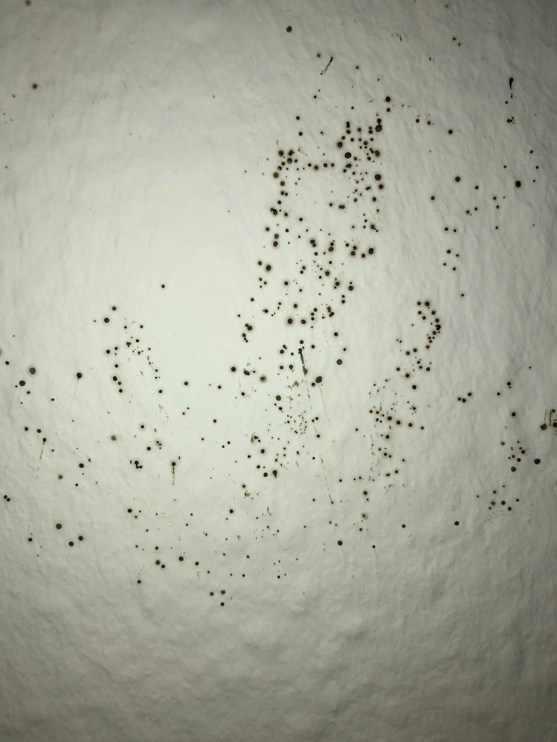 Kleine Braune Punkte An Der Wand