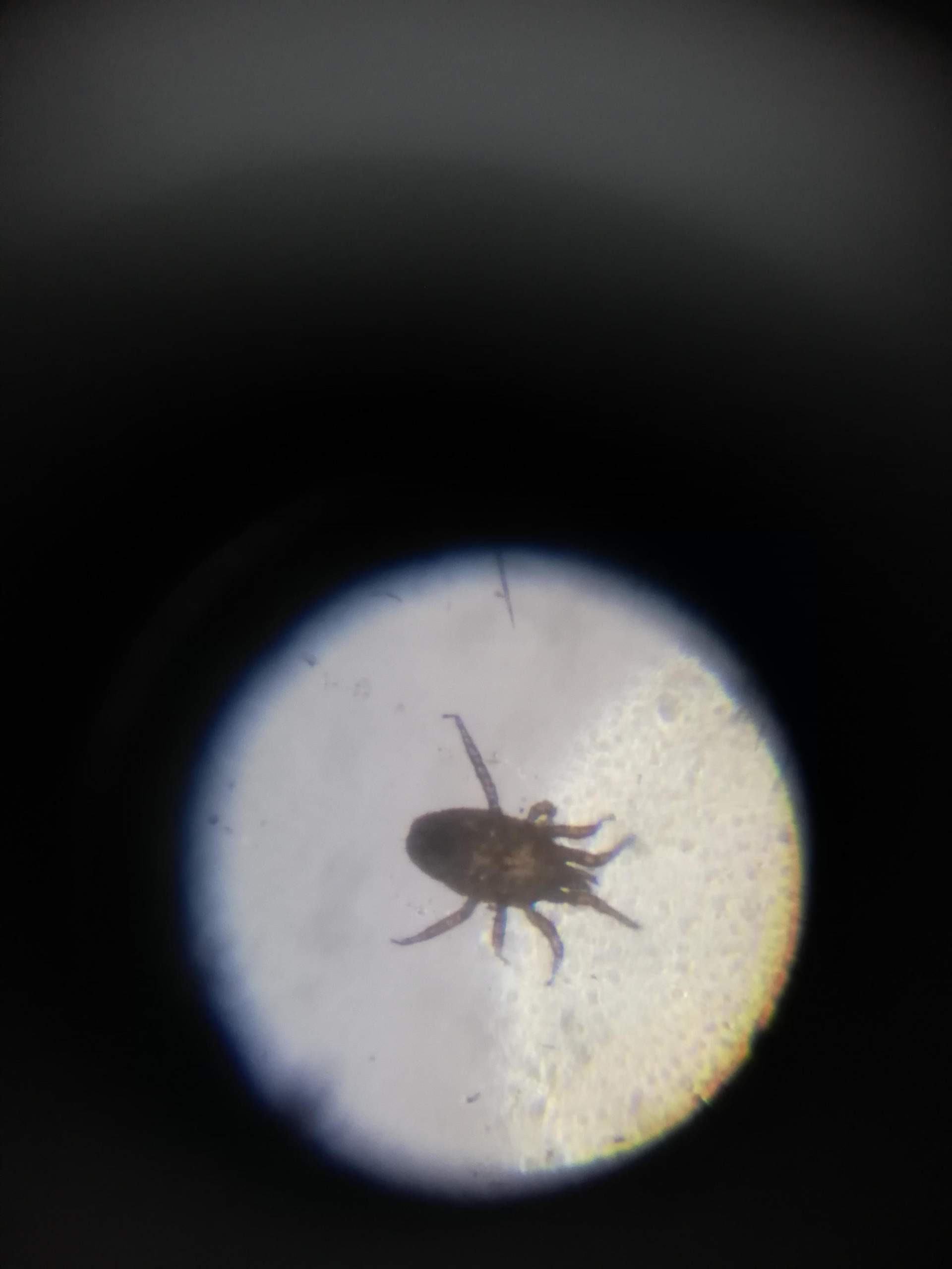 Was sind das für Tierchen? (Insekten, Ungeziefer, Milben)