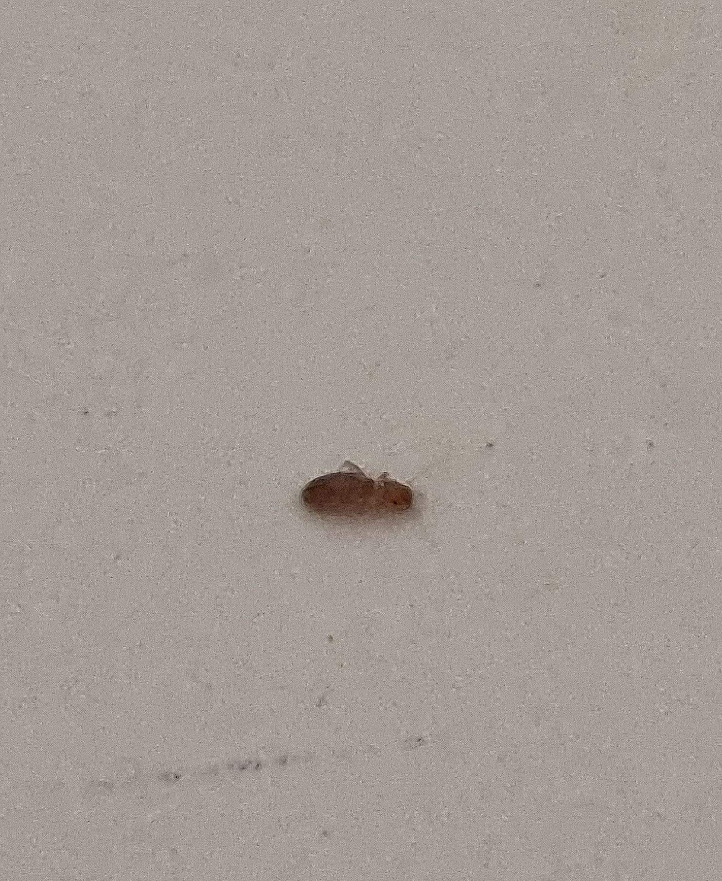 Was sind das für Tierchen in der Kommode? (Insekten, Ungeziefer, Käfer)