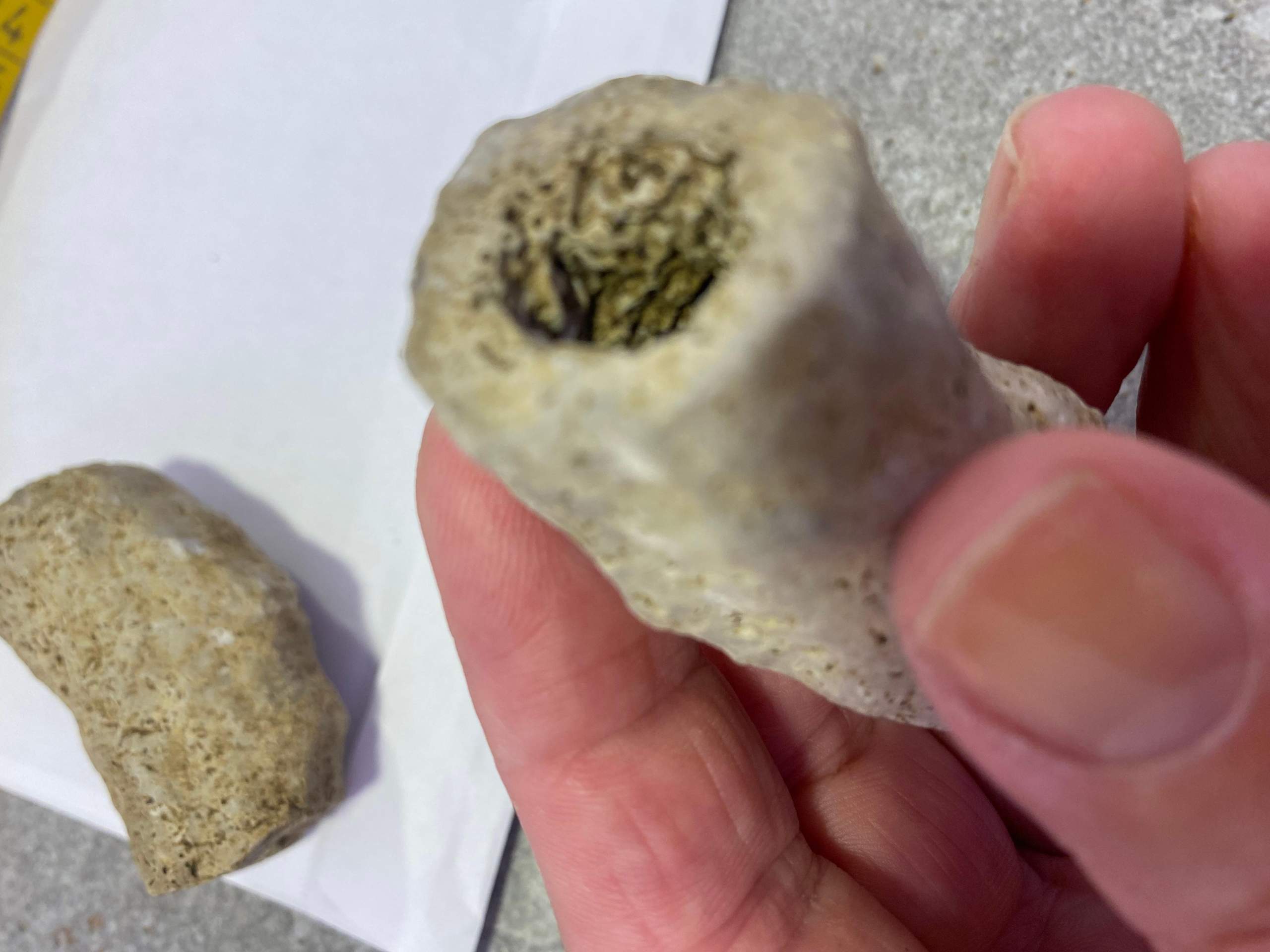 Was sind das für Versteinerungen? (Knochen, Fossilien)