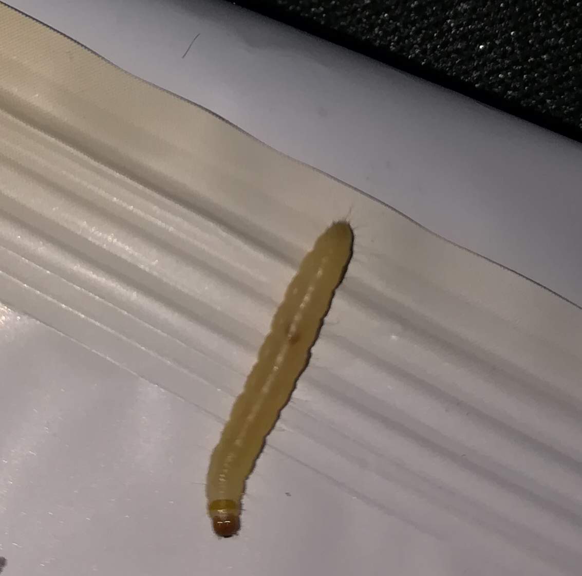 Was sind das für Viecher? Made/Larve/Raupe/Wurm? (Tiere, Ungeziefer ...
