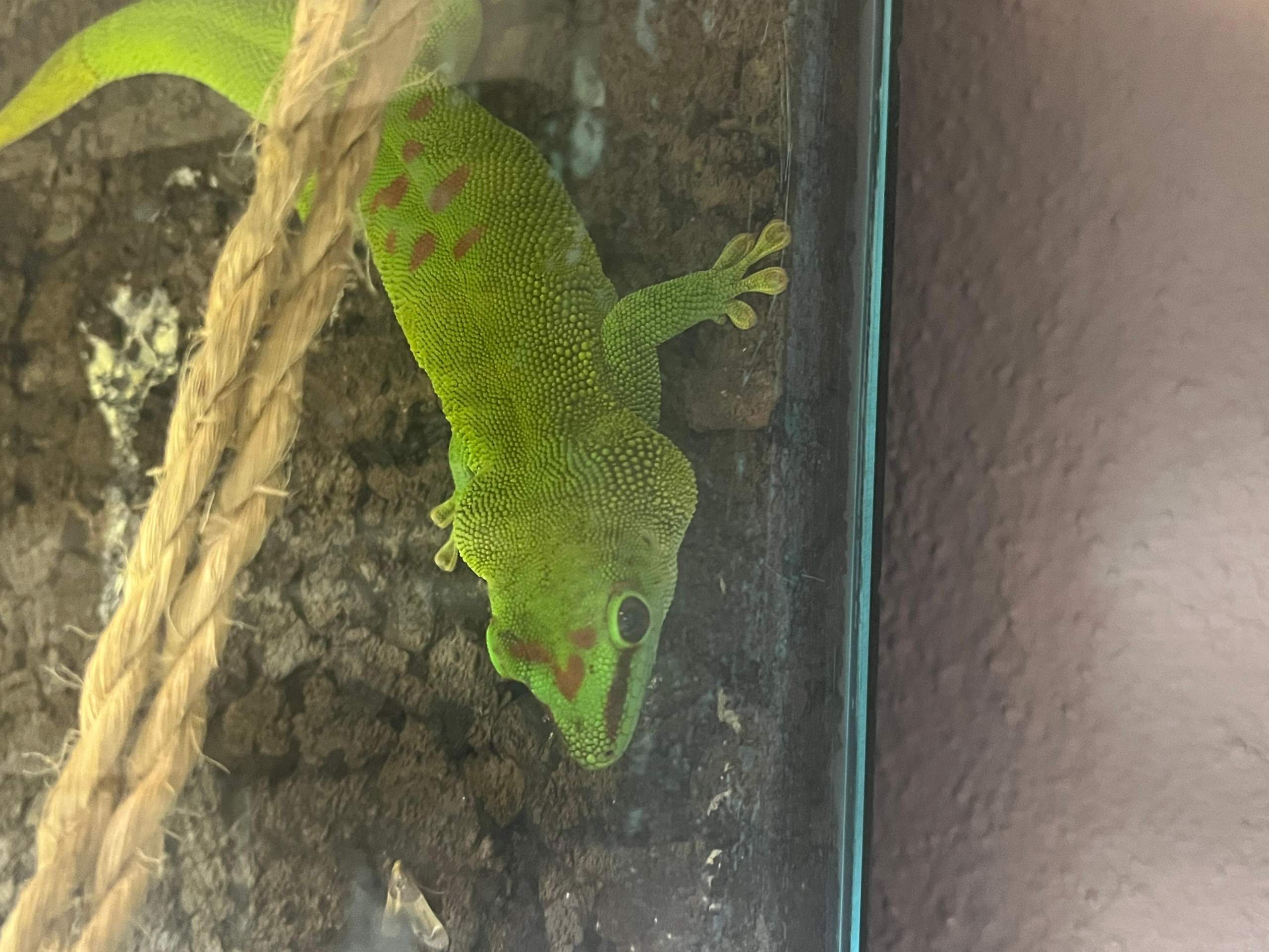 Was sind die Beulen am Hals des Geckos? (Reptilien, Gecko)
