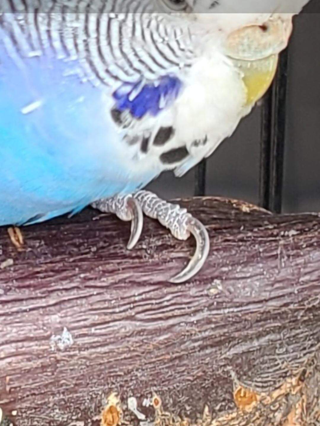 Was soll ich jetzt mit den Krallen des Wellis machen? (Tierarzt, Tierhaltung, Wellensittich)