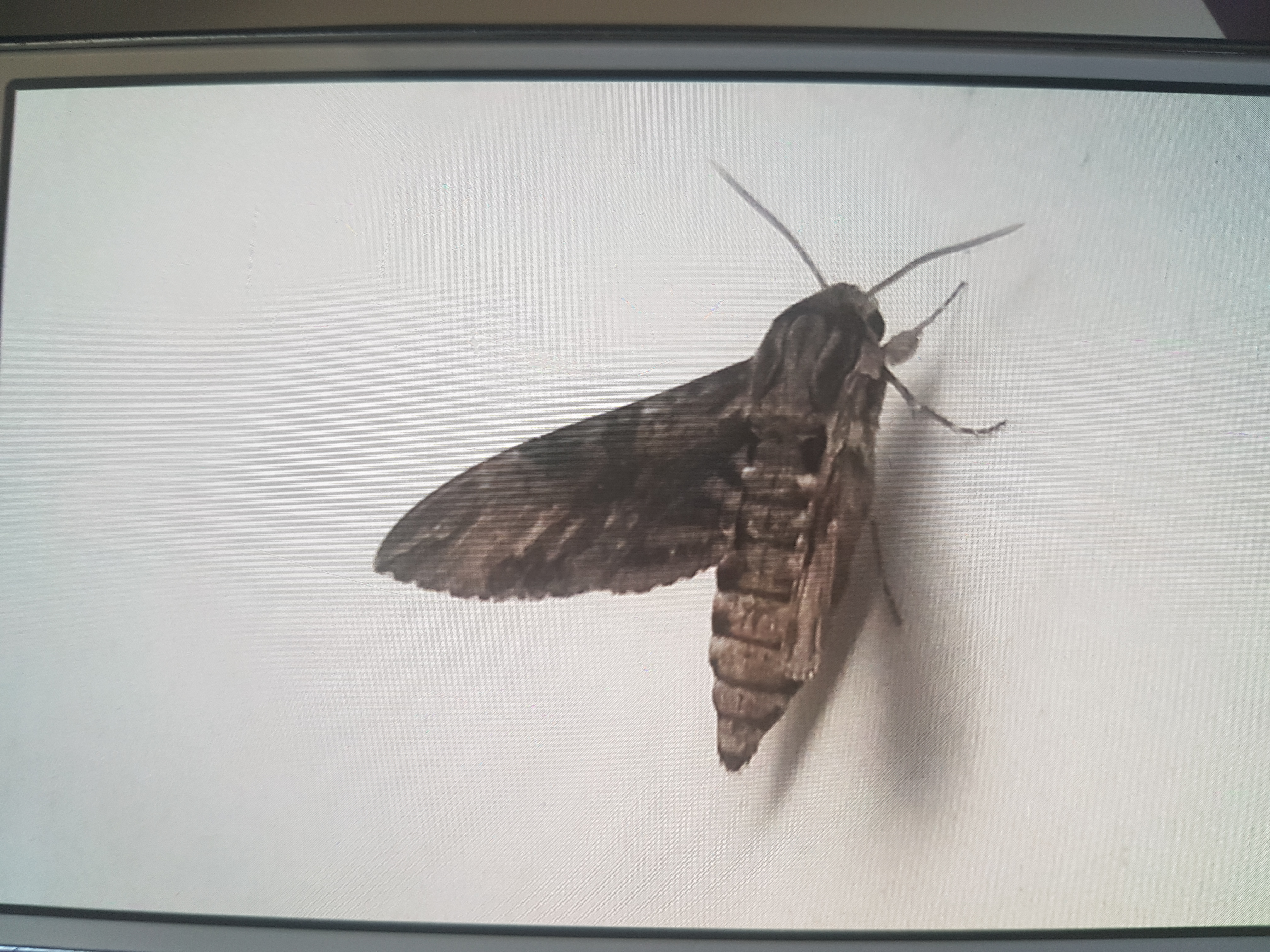 Was war das für ein Falter? (Natur, Österreich, Insekten)