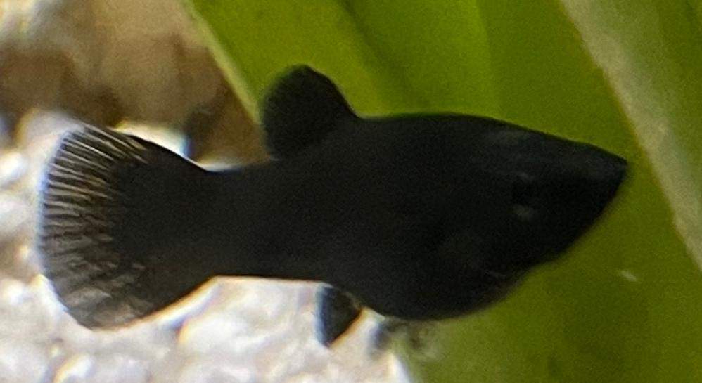 Weiblicher Molly wird zu Männchen? (Aquarium, Geschlecht, Black Molly)