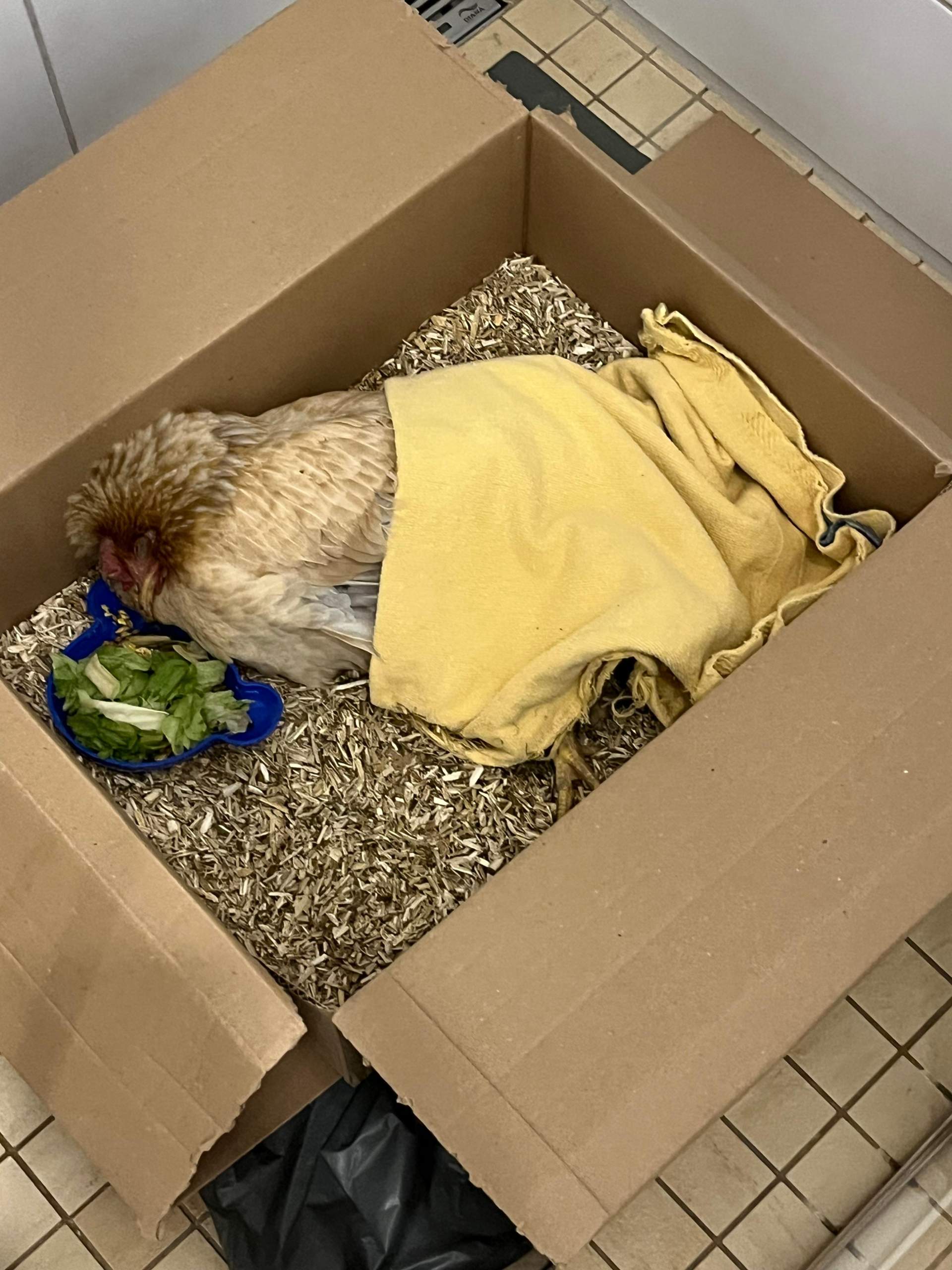 Weis jemand, was dieses Huhn hat? (Tierarzt, Tierhaltung, Henne)