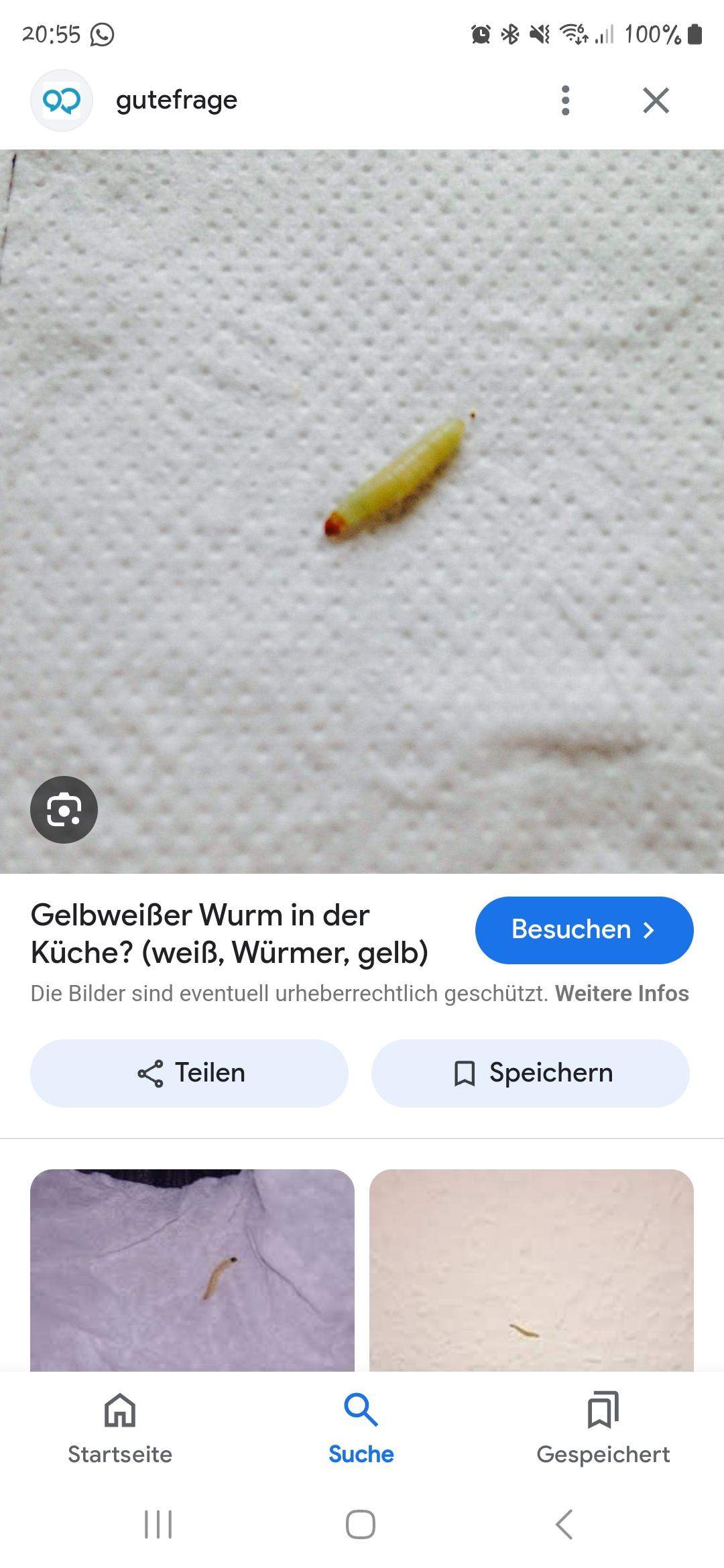 Weiser wurm an den wänden? (Würmer, Maden)