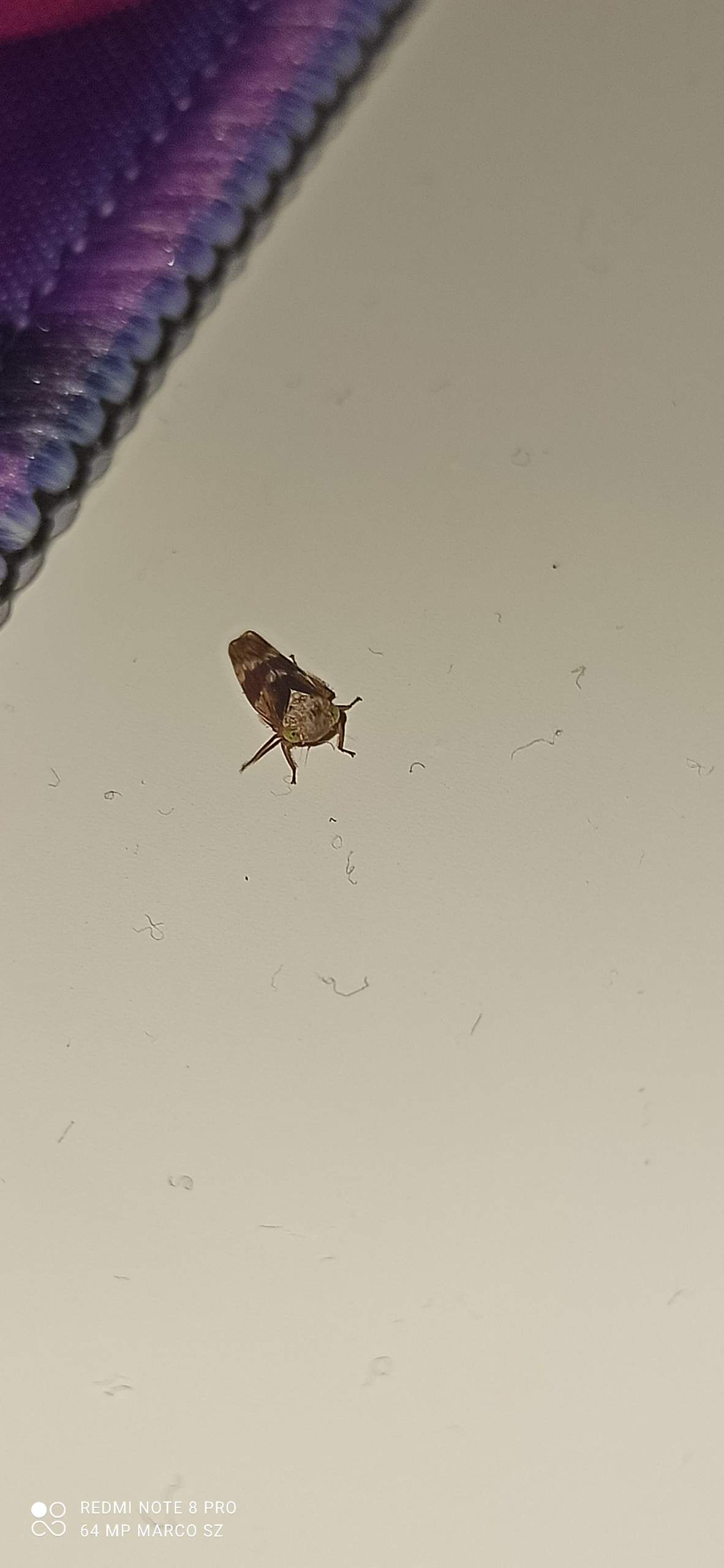Weiss jemand was das für ein Insekt ist? (Insekten, Ungeziefer, Fliege)