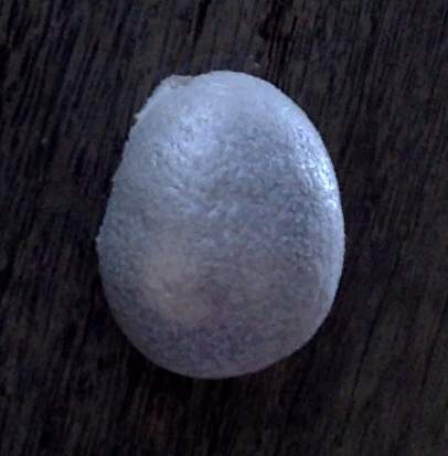 Weiss jemand was das ist (evtl. von einem Insekt, ca. 6 cm gross ...