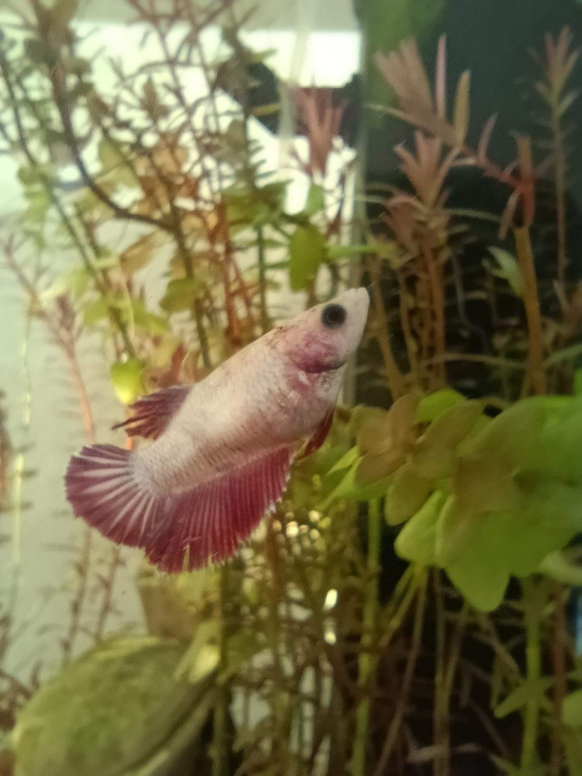 Weiß jemand wie dieser Fisch heißt? (Aquarium, Kampffisch weibchen)