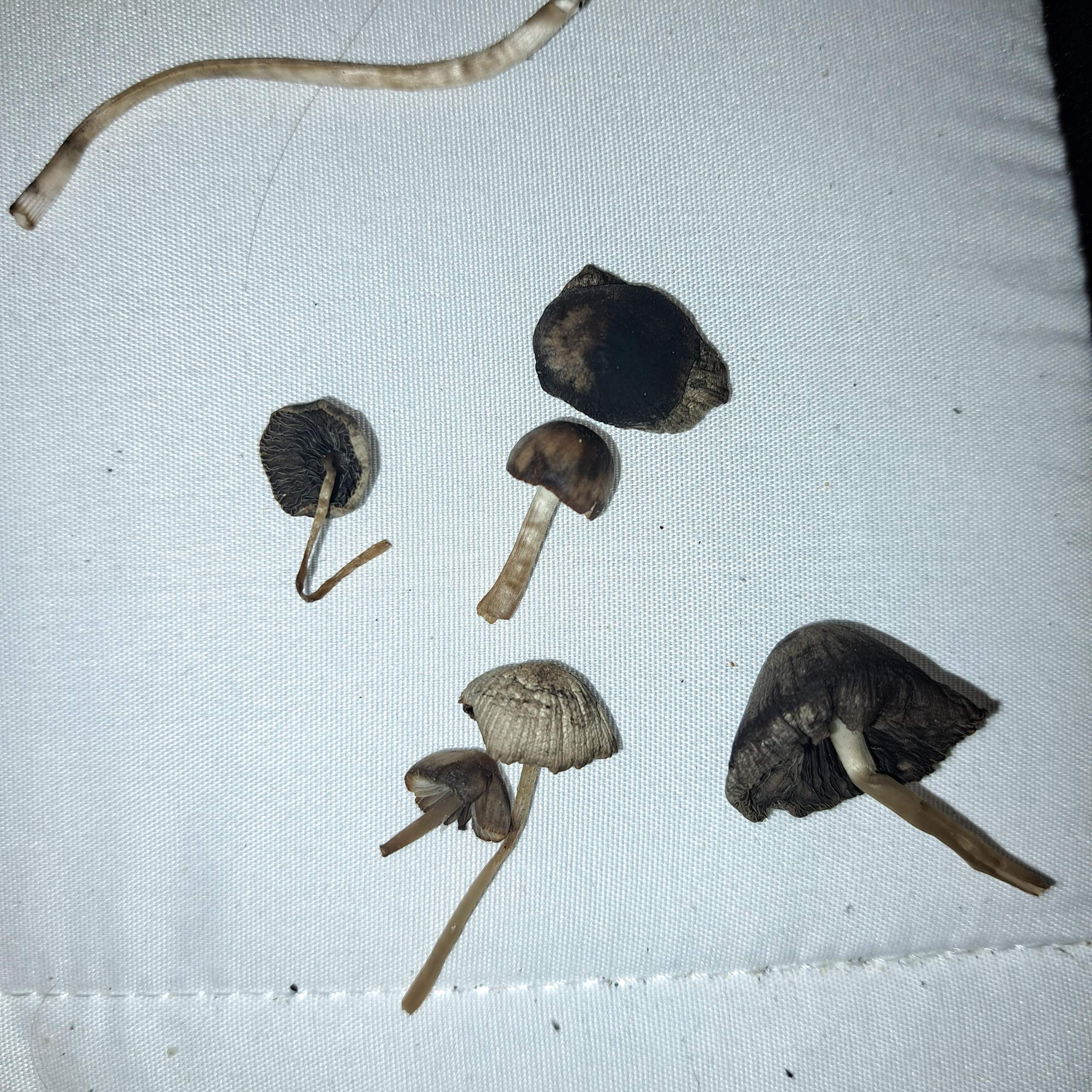 Pilz Trichterformig Weiss