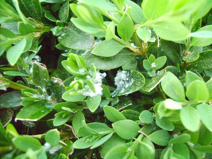 weiße flusen auf buchsbaum (Pflanzen, Garten, Schädlinge)