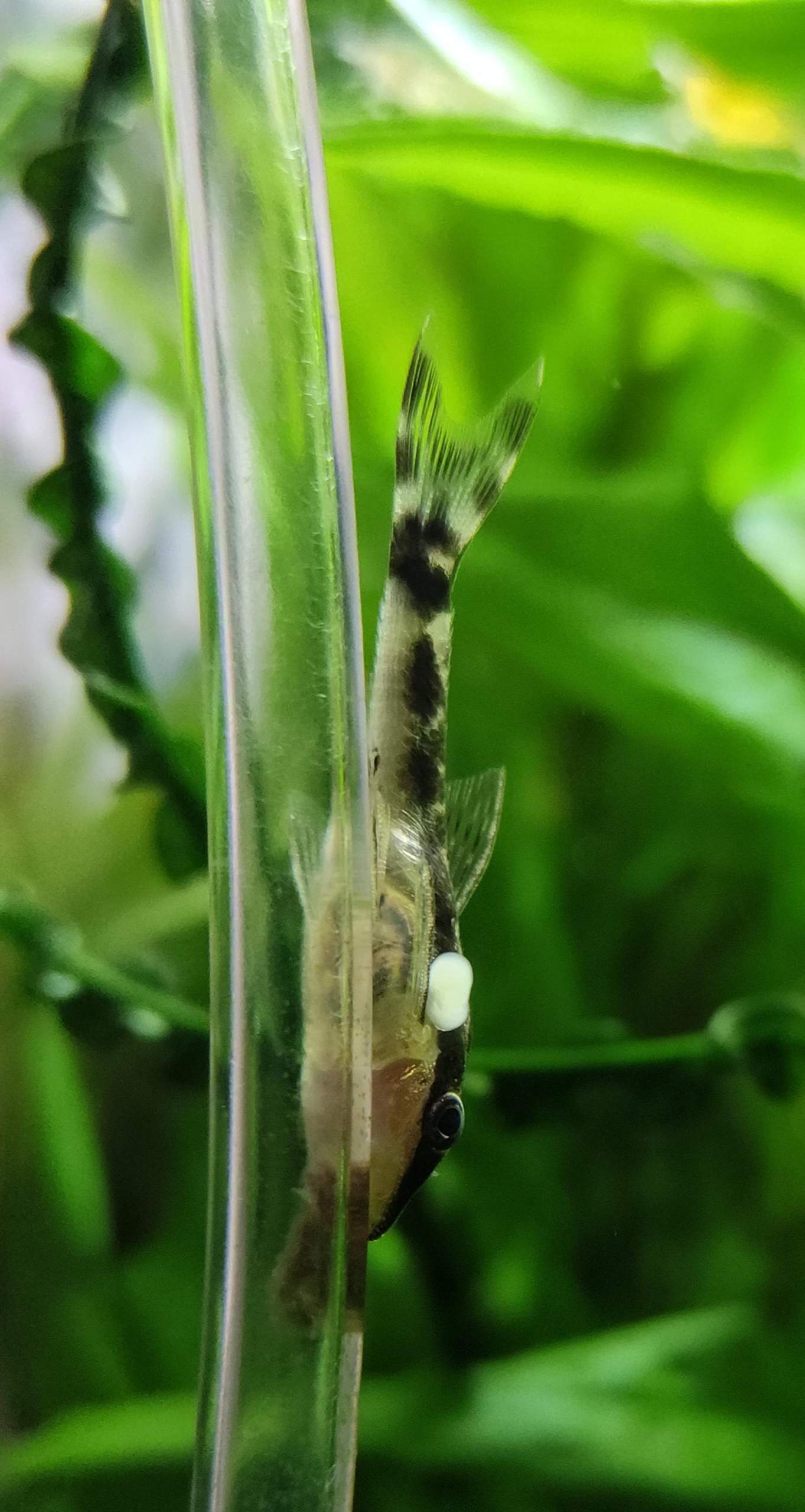 Weißer Abstehender ball beim Fisch? (Aquariumfische, Fischkrankheiten ...