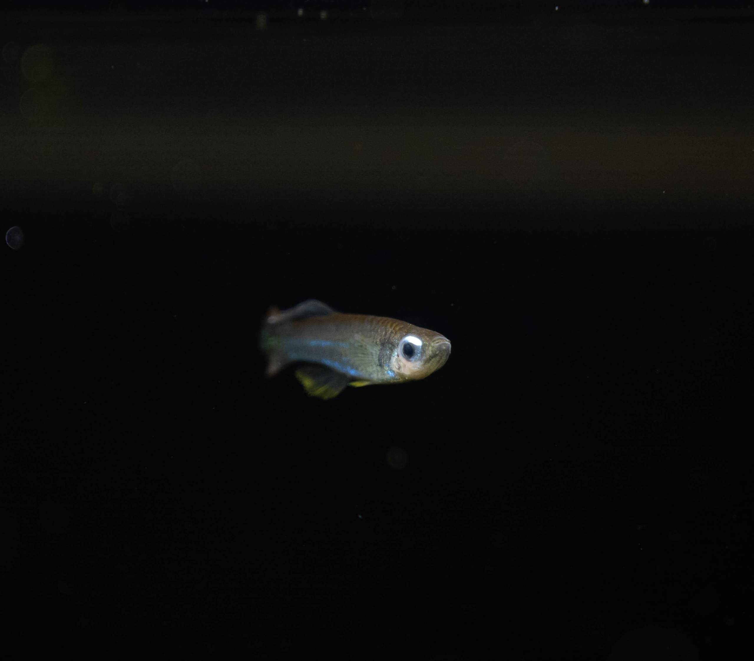 Weißer Fleck an Fisch im Aquarium? (Krankheit, Tierhaltung, Aquariumwasser)