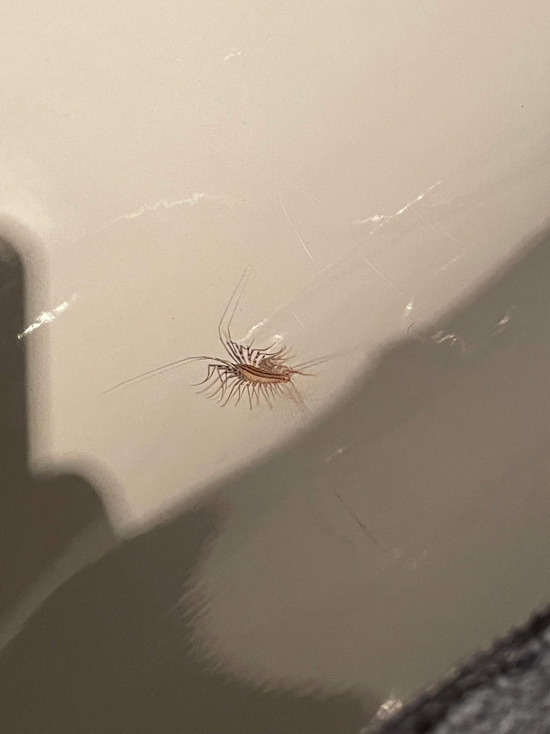 Welche Art von Tier ist das? (Tiere, Wohnung, Natur)