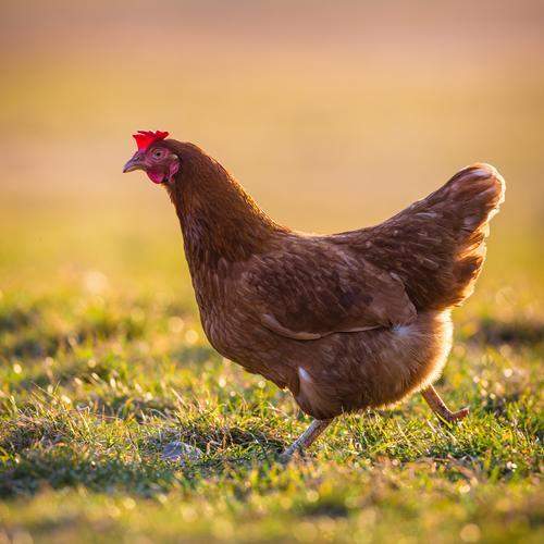 Welche dieser 3 Hühnerarten findet ihr am besten? (Tiere, Umfrage ...