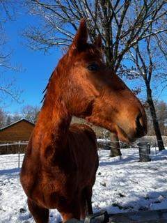 Welche Farbe an einem fuchs? (Pferd, Pony, Reitsport)