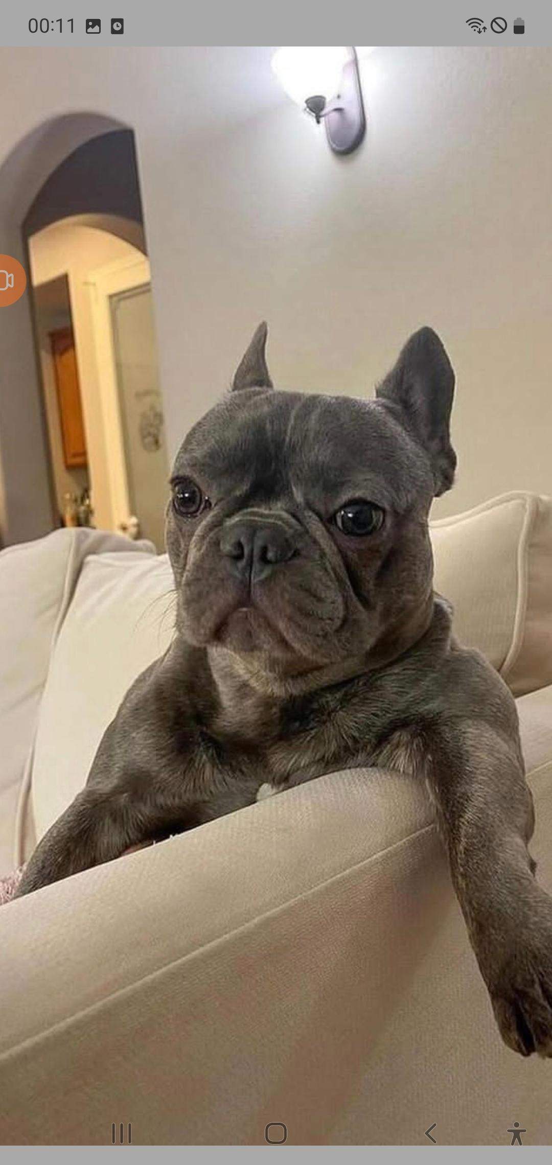 Welche Farbe findet ihr besser .?..?bei den bulldogen? (Hund)