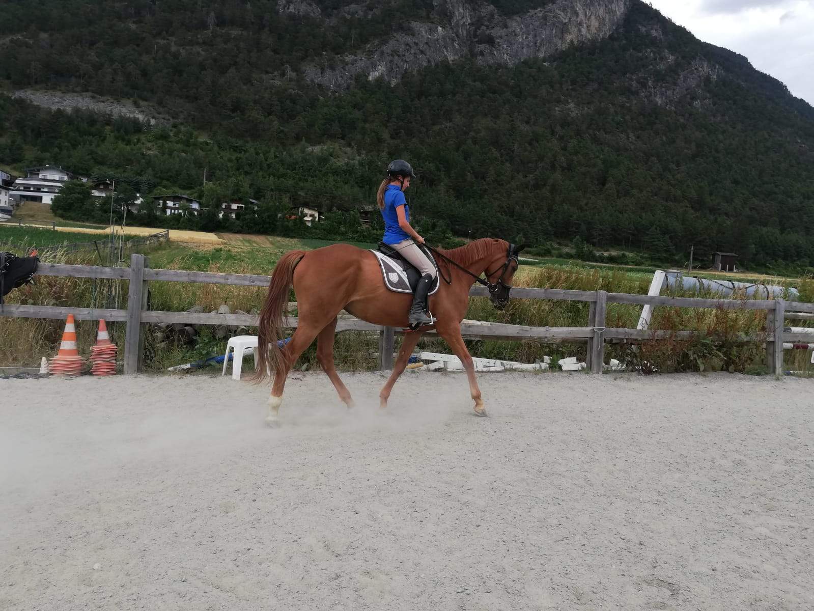 Welche Farbe für Fuchs? (Tiere, Pferd, Reiten)