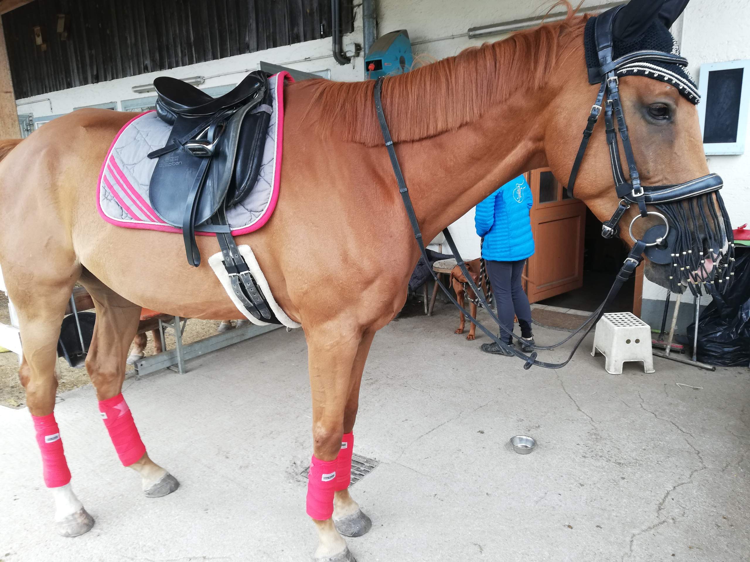 Welche Farbe für Fuchs? (Tiere, Pferd, Reiten)