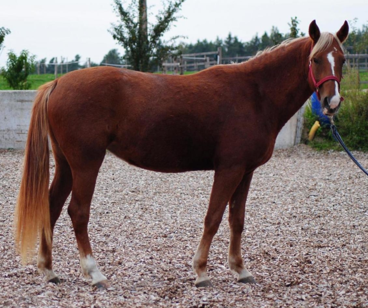 Welche Farbe passt zu einem Fuchs ( Pferd ) (Tiere, Pferde)