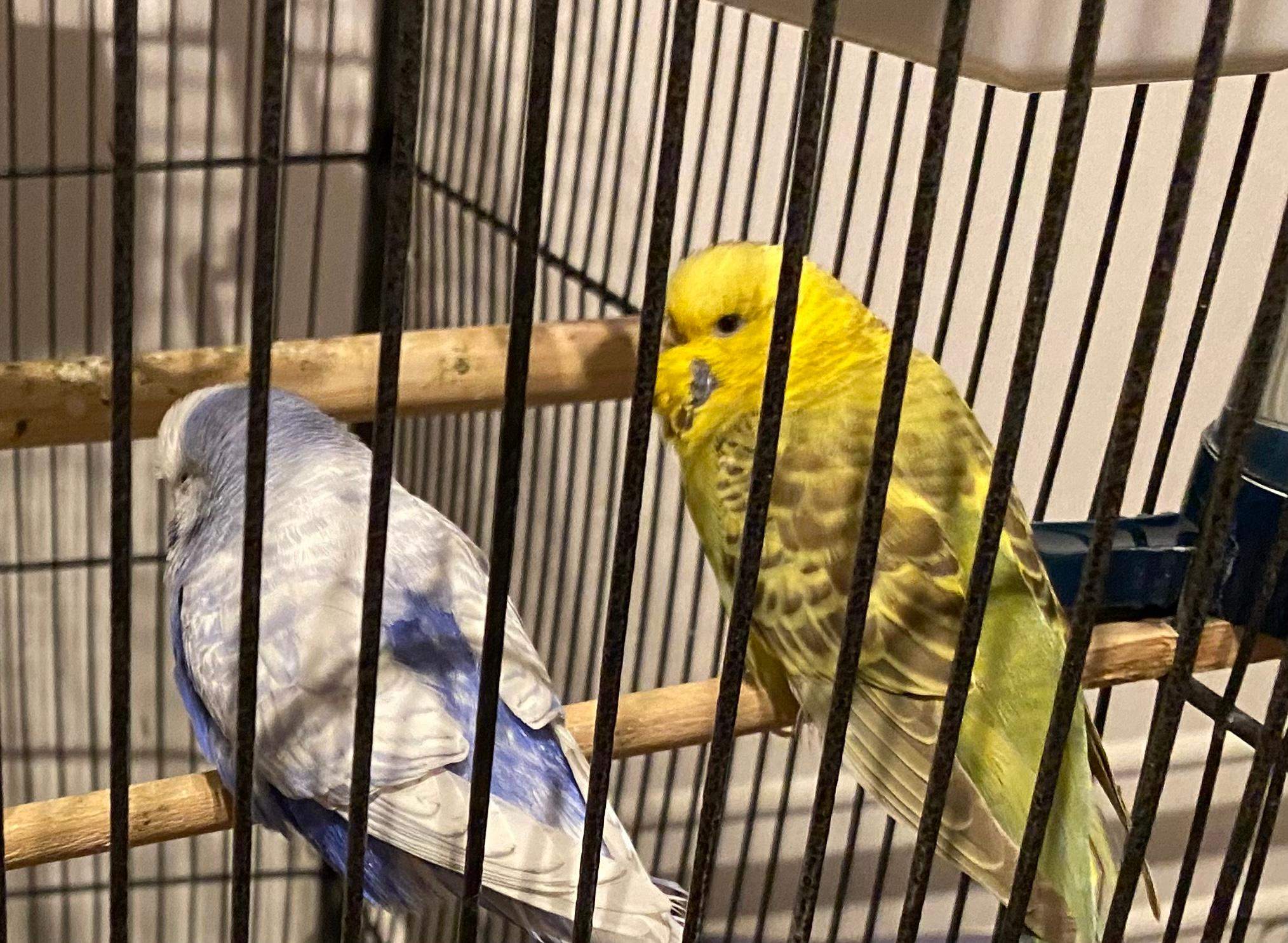 Welche Farben werden meine Wellensittich kücken bekommen? (Ernährung ...