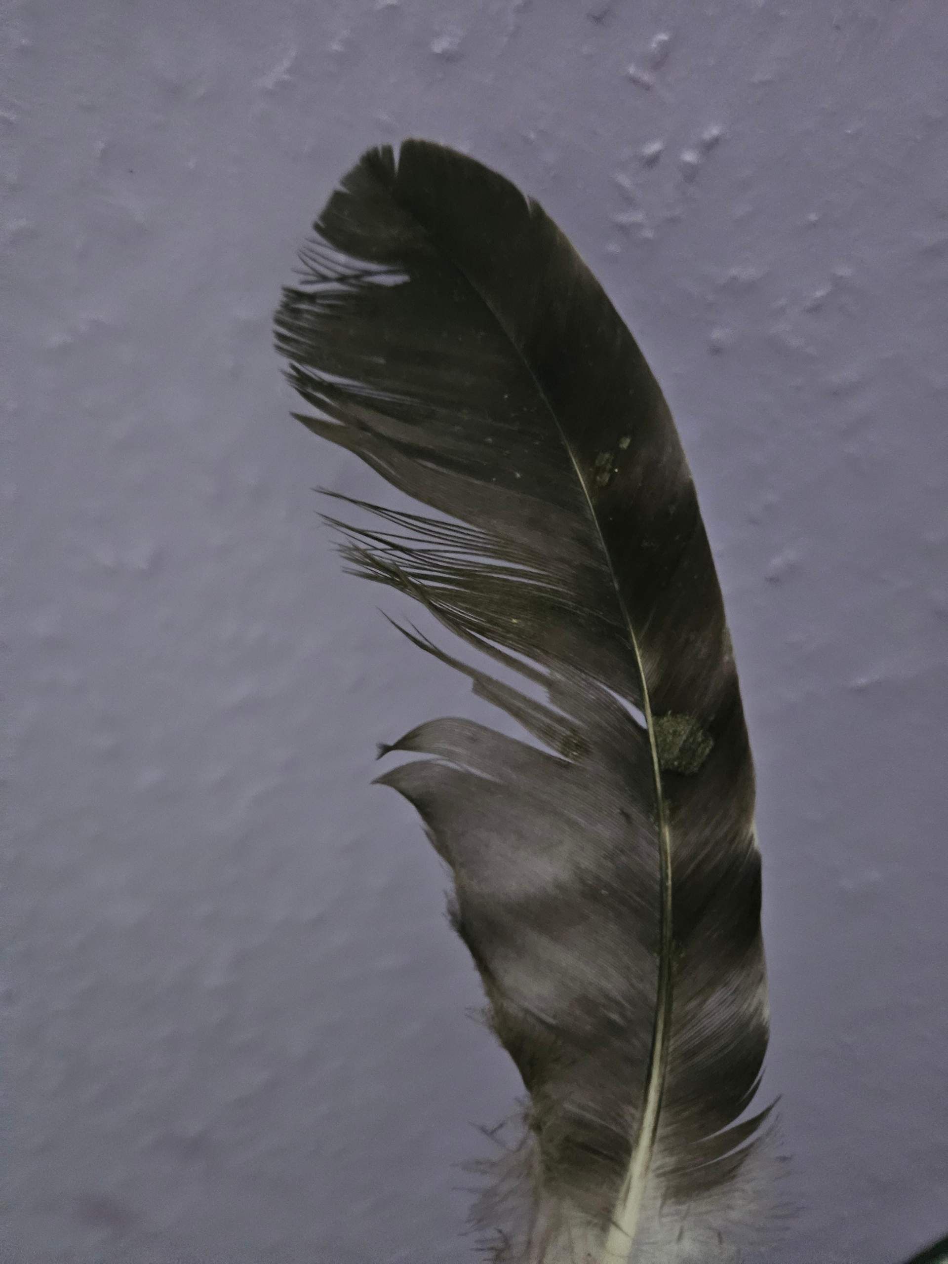 Welche Feder? (Vogelart, Vogelkunde, vogelbestimmung)