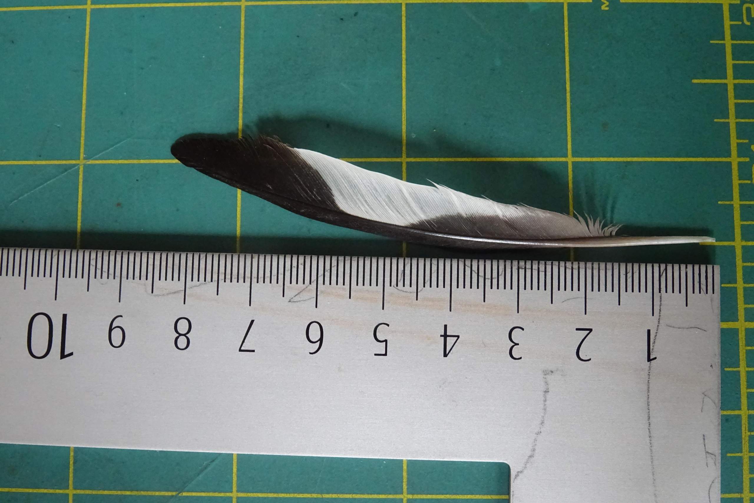 Welche Feder ist das? (Vogelart, Vogelkunde, Wildvögel)