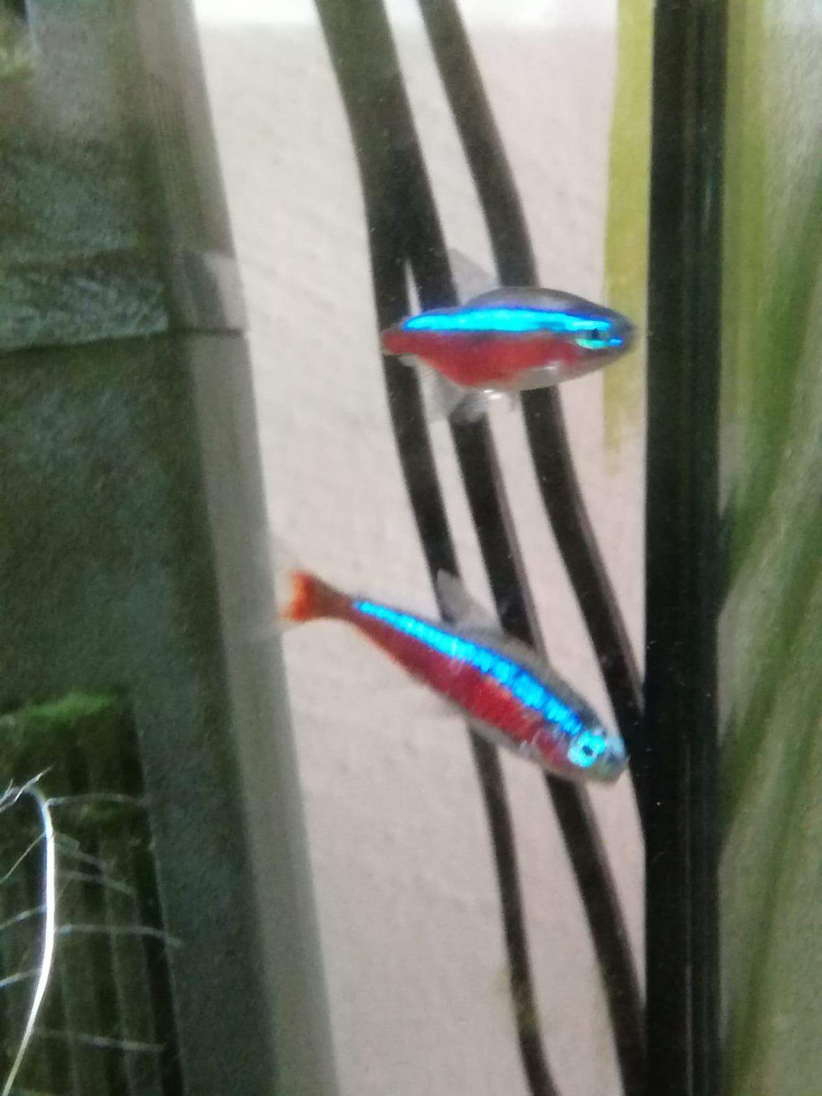 Welche Fische können mit Neonfischen und Welzen zusammen leben ...