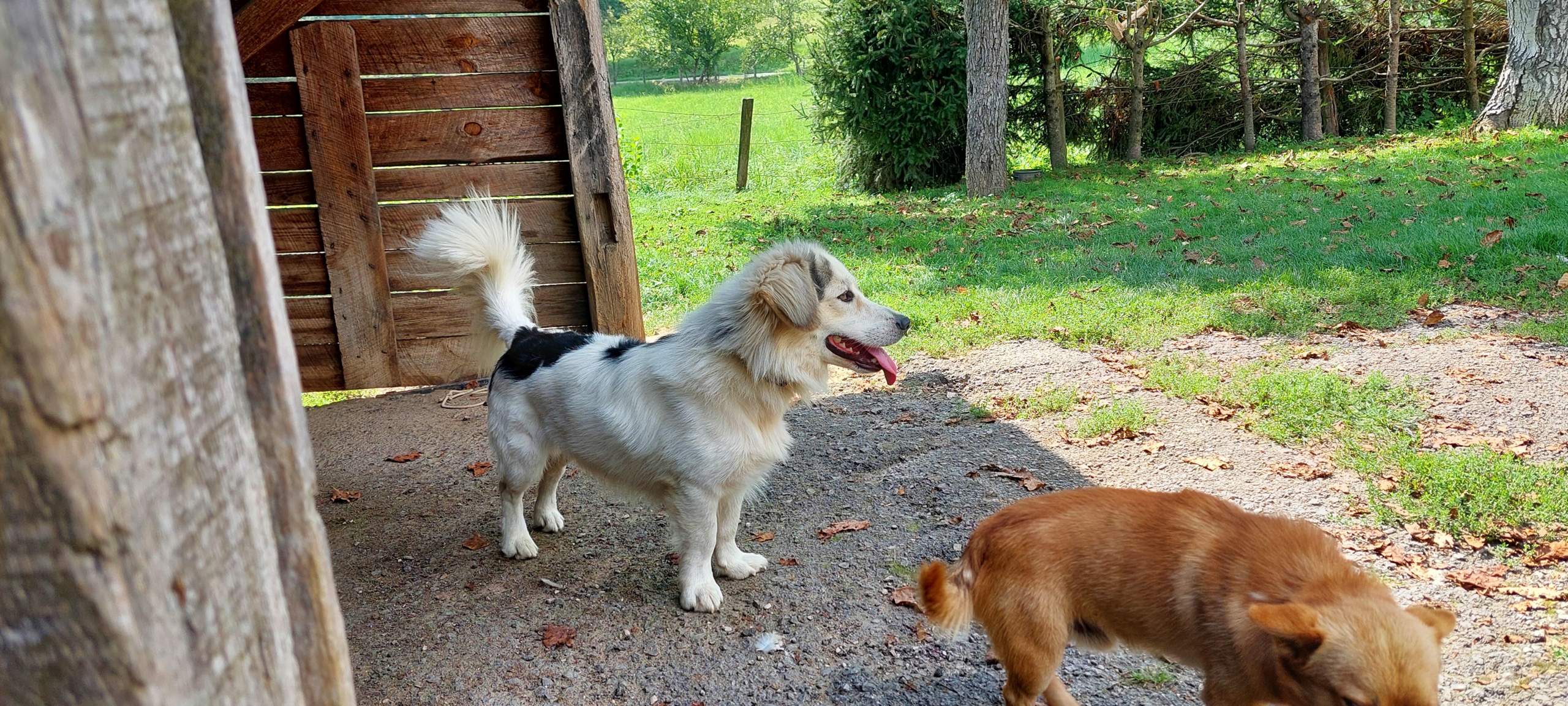 Welche Hunderasse ist das? (Hund, Tierhaltung, Rasse) Welche Hunderasse ist das? (Hund, Tierhaltung, Rasse)