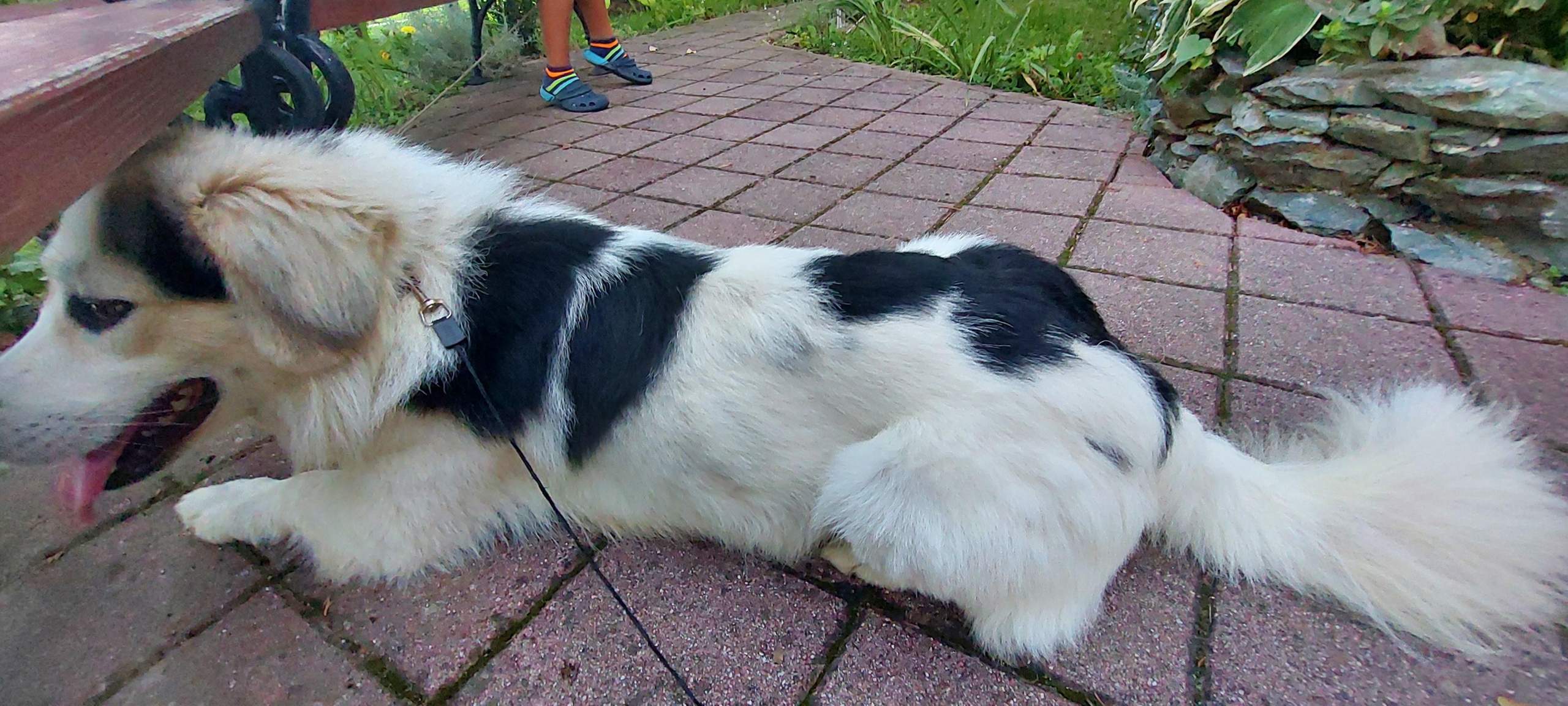 Welche Hunderasse ist das? (Hund, Tierhaltung, Rasse) Welche Hunderasse ist das? (Hund, Tierhaltung, Rasse)