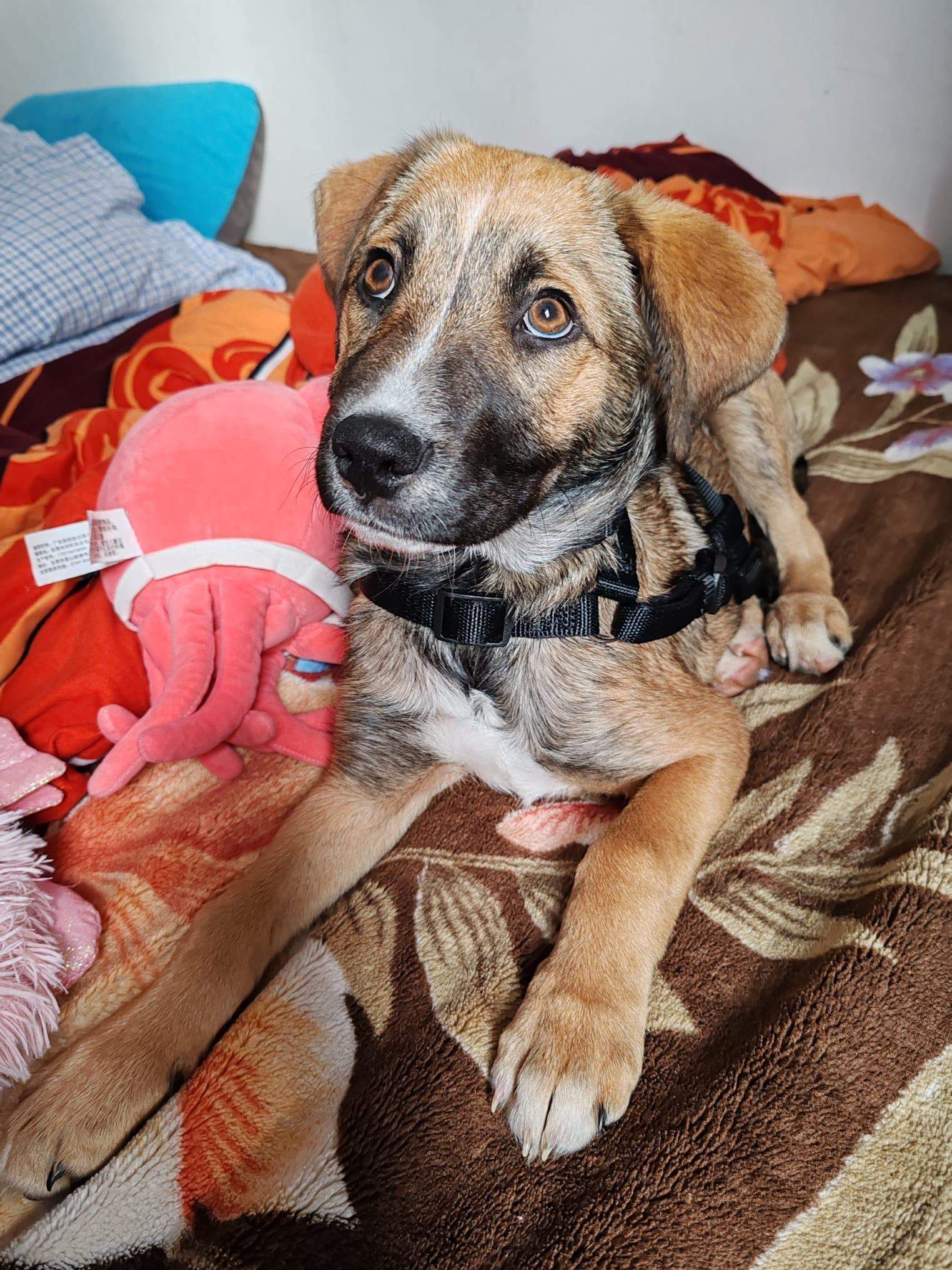 Welche Hunderasse ist das? (Hund, Welpen, Rasse) Welche Hunderasse ist das? (Hund, Welpen, Rasse)