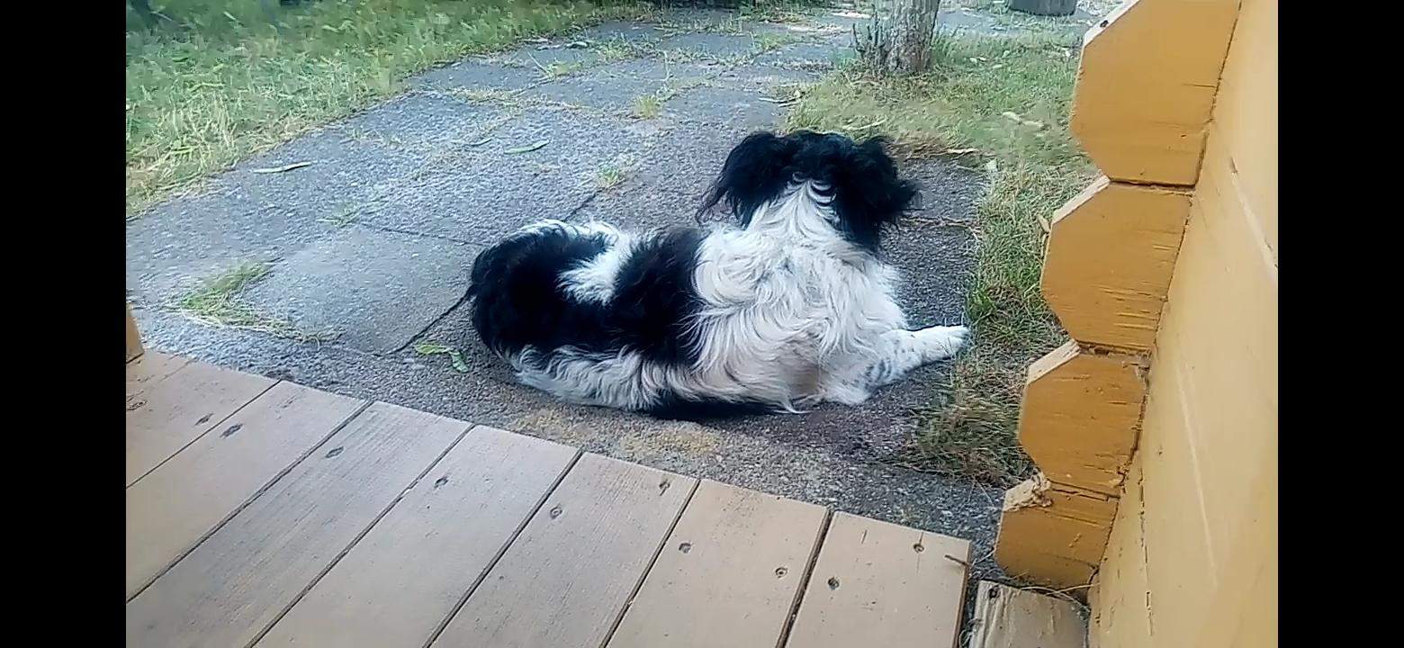 Welche Hunderasse ist das? (Rasse) Welche Hunderasse ist das? (Rasse)