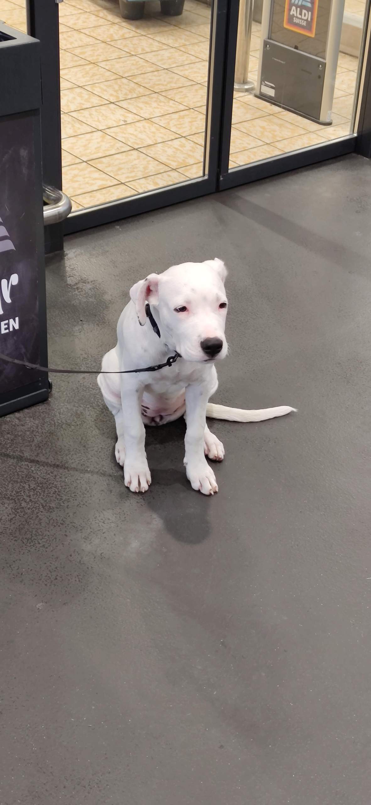 Welche Hunderasse ist das? (Tiere, Hund, Haustiere) Welche Hunderasse ist das? (Tiere, Hund, Haustiere)